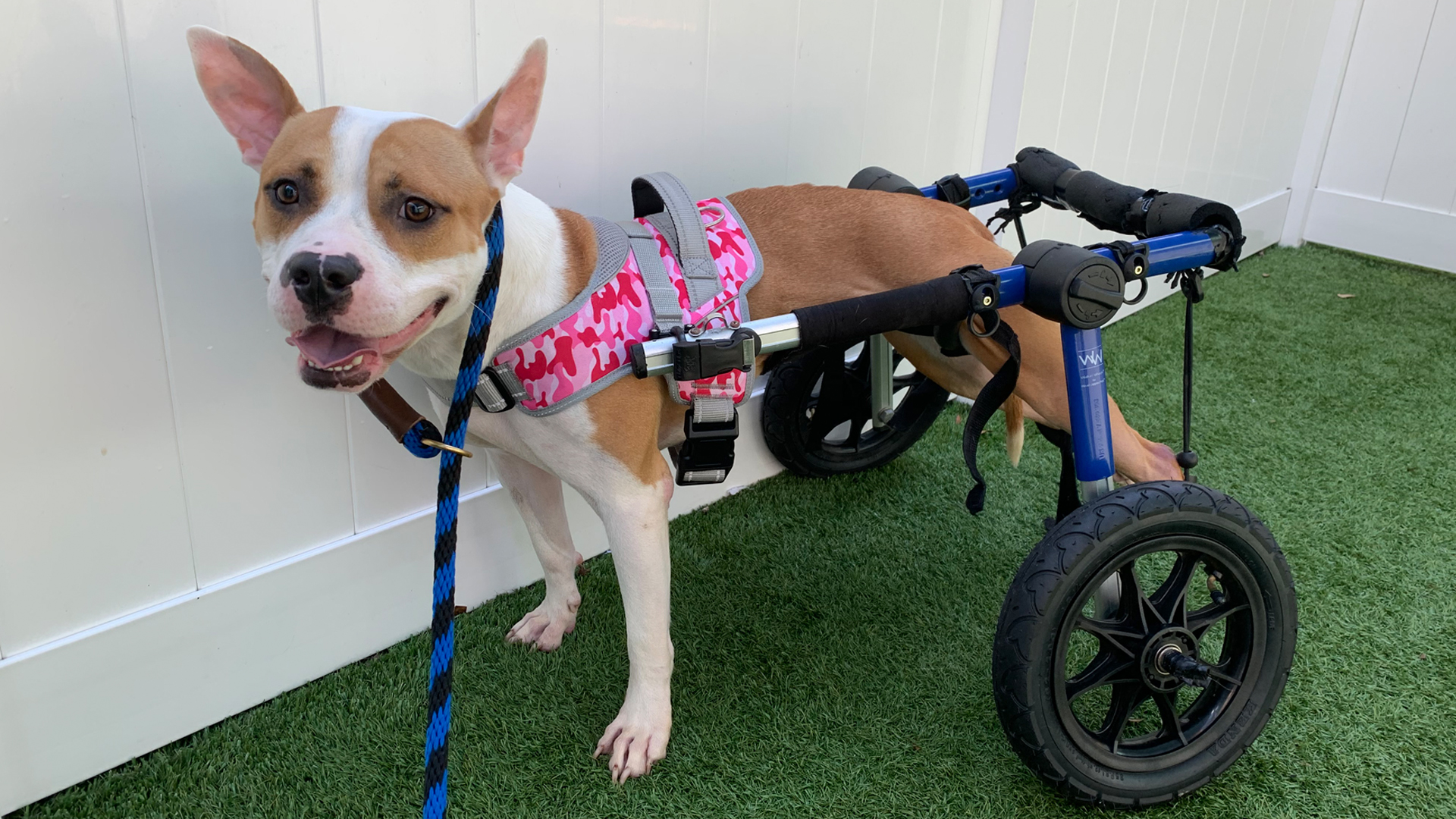 Dog On Wheels Wallpapers - Wallpaper Cave