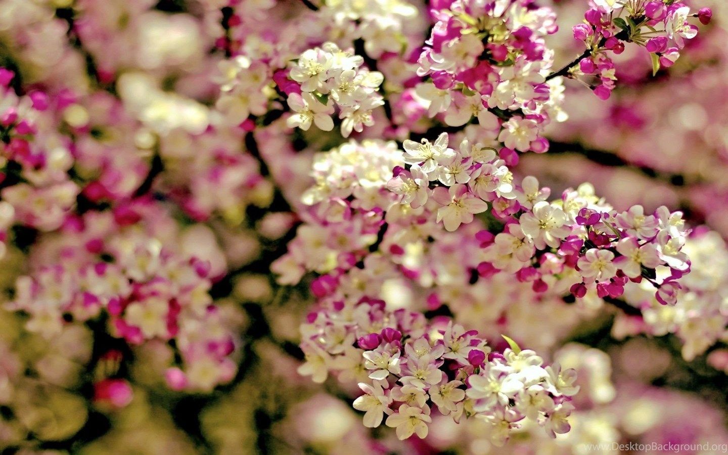Flower Spring Desktop Wallpapers - Wallpaper Cave