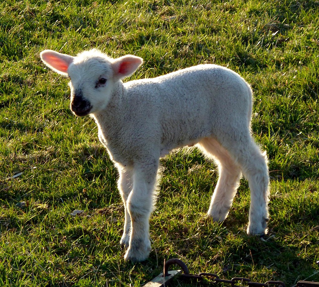 Baby Lamb Wallpapers - Wallpaper Cave