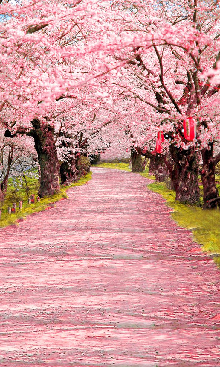 Japanese Cherry Blossom Tree Wallpapers - Wallpaper Cave