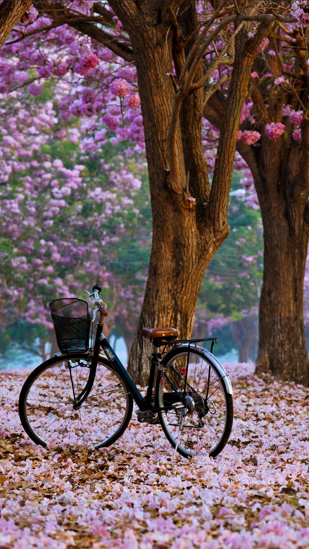 Spring Bike Wallpapers - Wallpaper Cave
