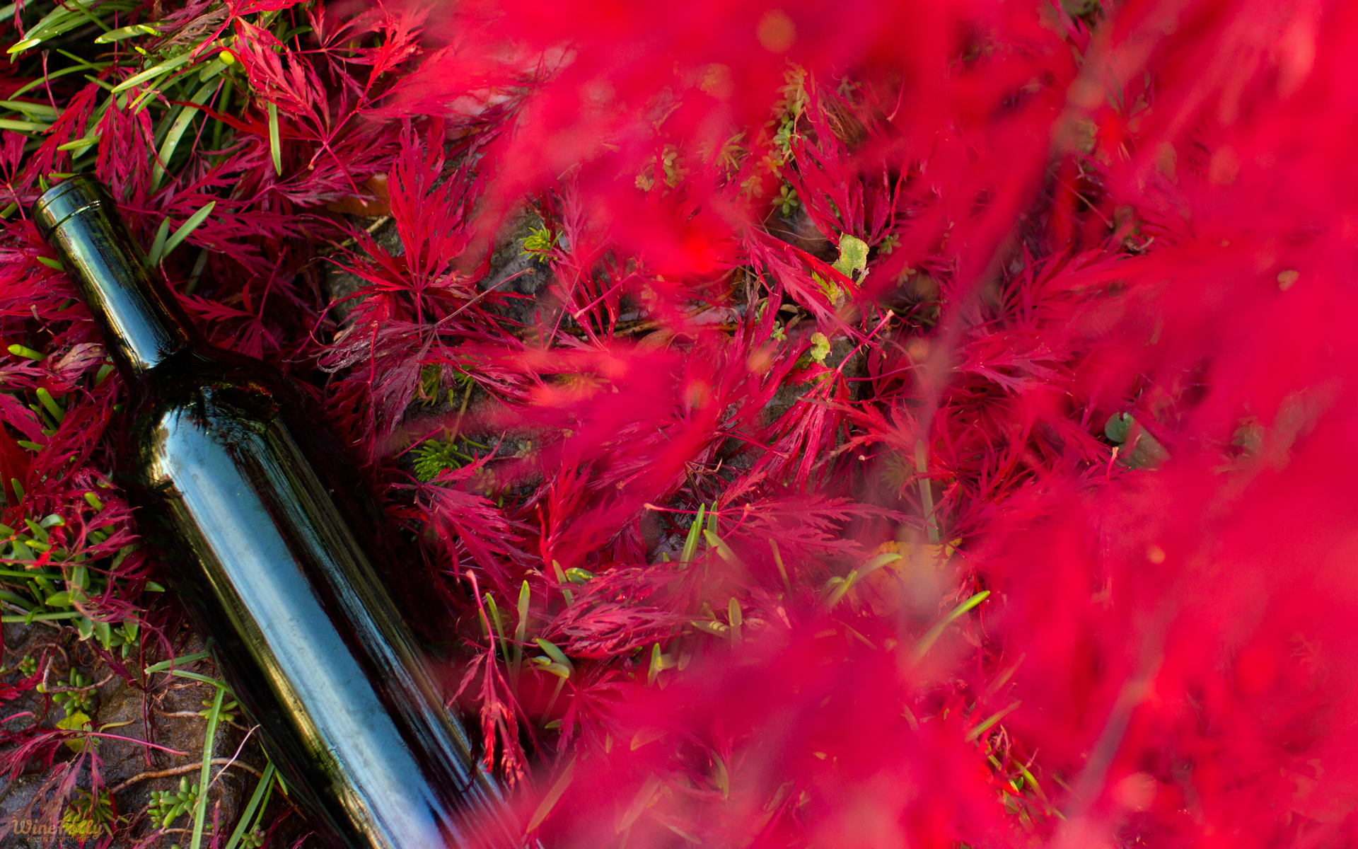 Wine Spring Wallpapers - Wallpaper Cave