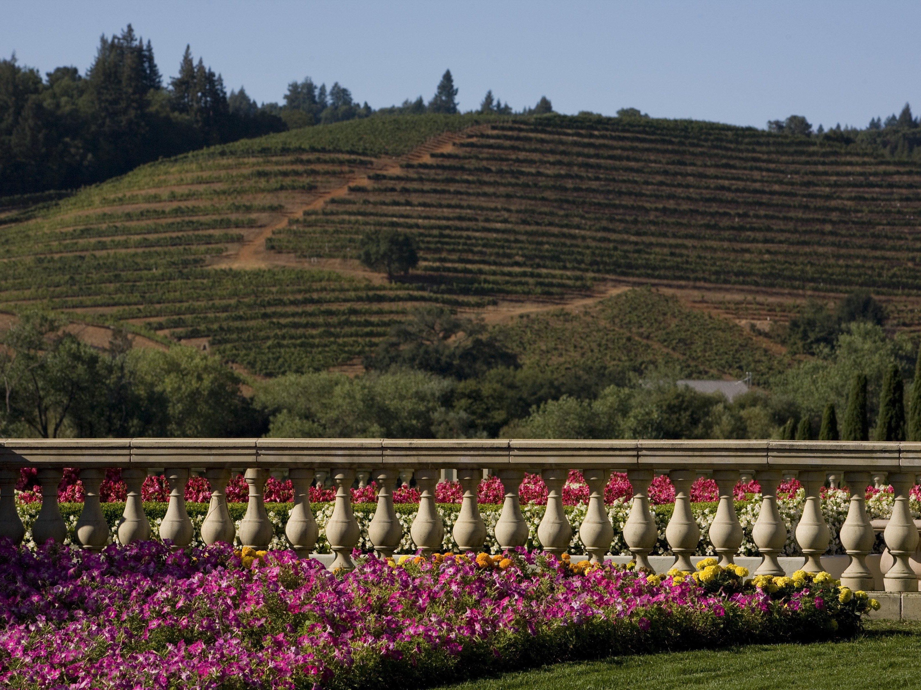 Wine Spring Wallpapers - Wallpaper Cave