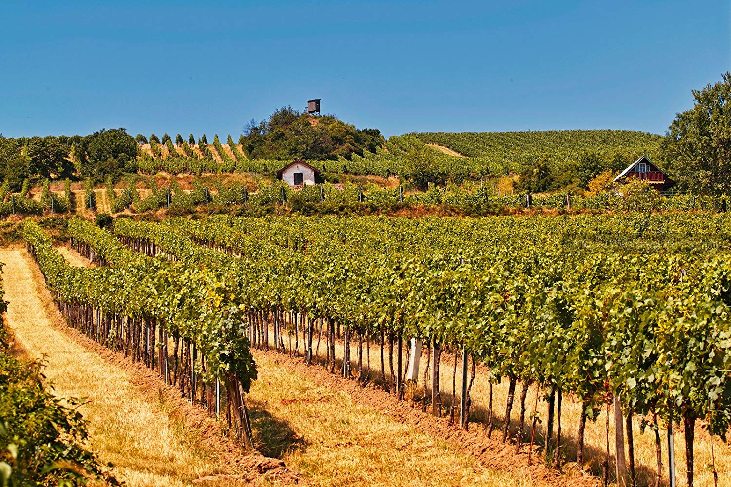 Wine Spring Wallpapers - Wallpaper Cave