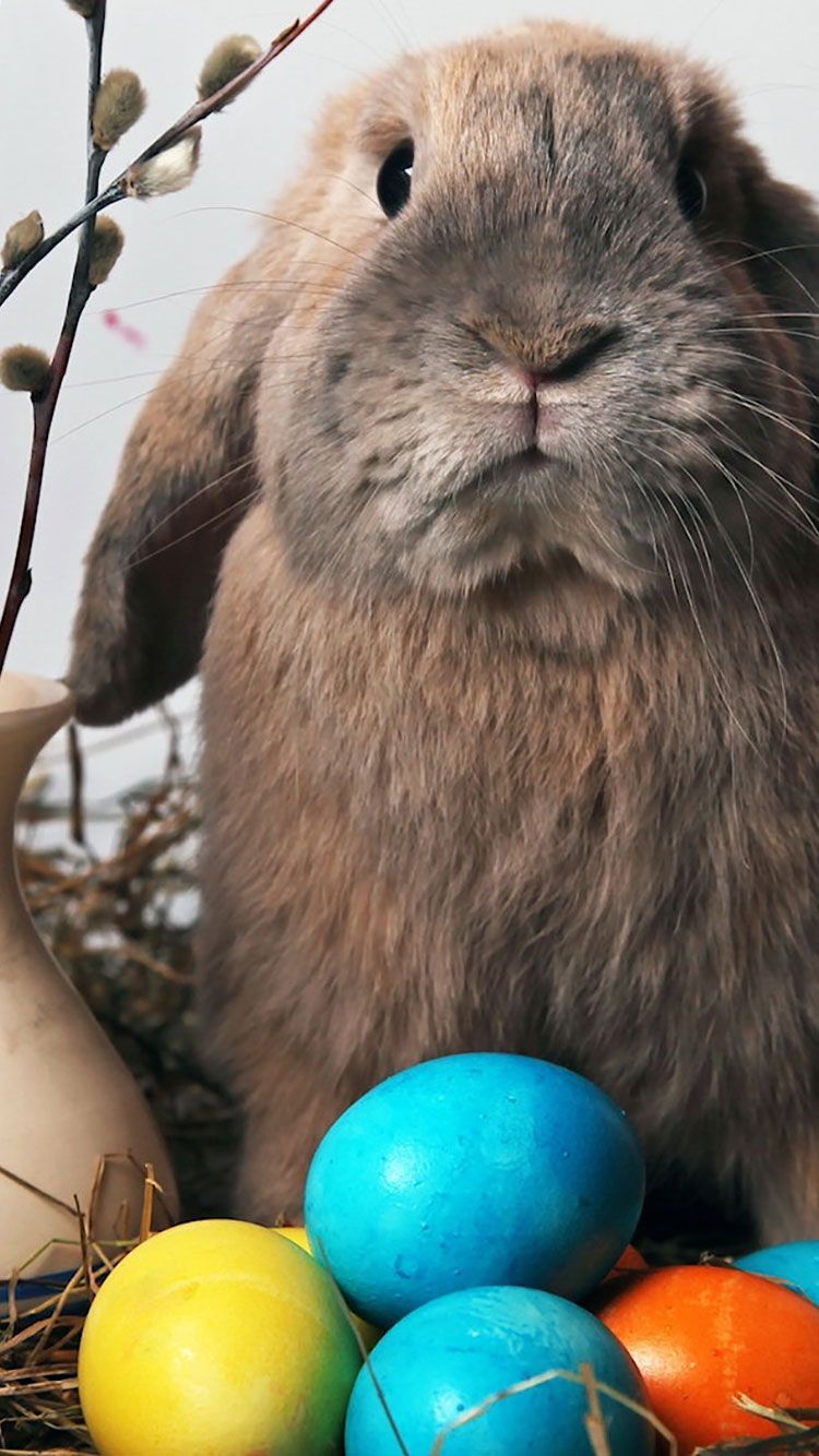 Cute Easter iPhone Bunny Wallpapers - Wallpaper Cave