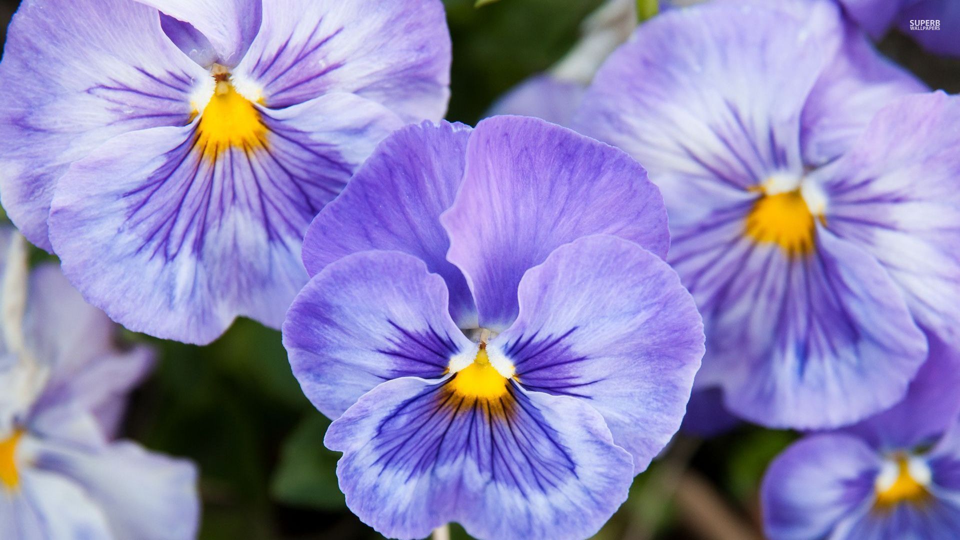Pansies Closeup Wallpapers - Wallpaper Cave