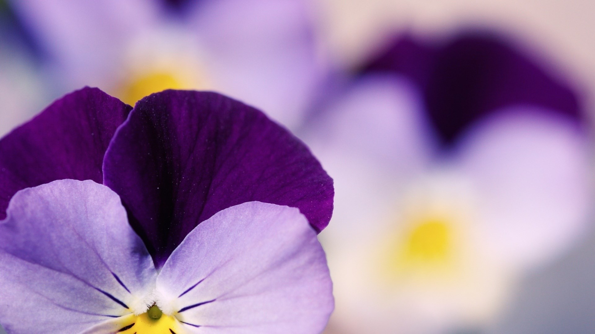 Pansies Closeup Wallpapers - Wallpaper Cave