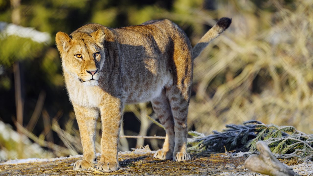 Tigon Wallpapers - Wallpaper Cave