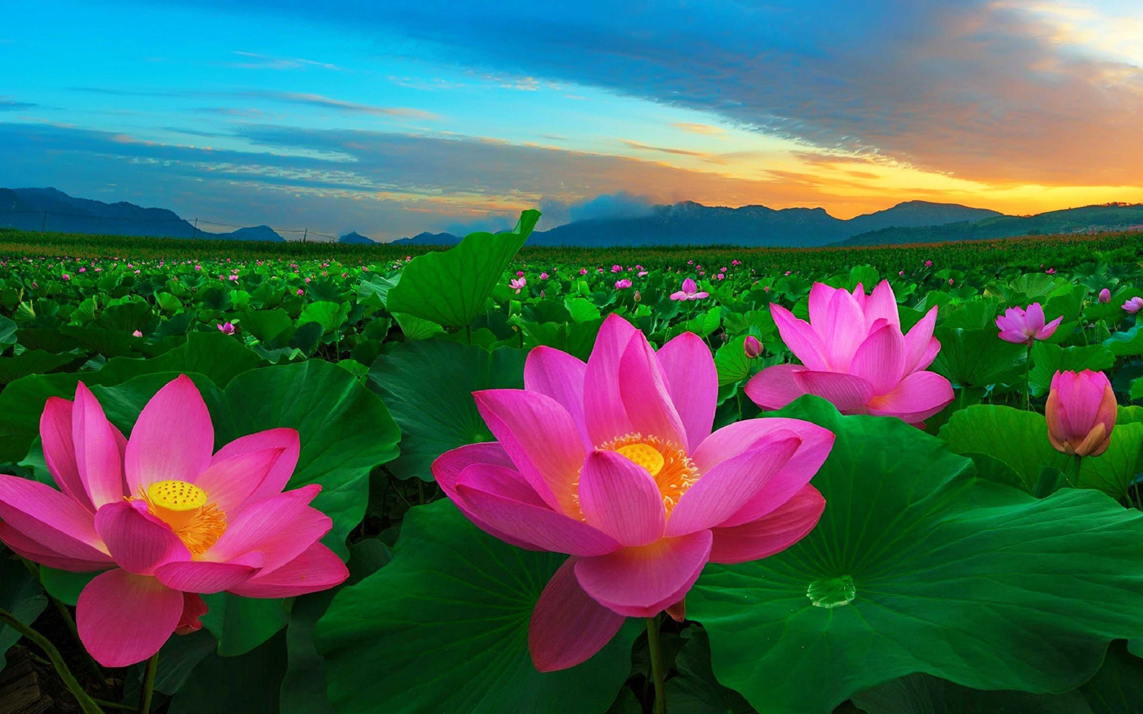 Lotus Field Wallpapers - Wallpaper Cave