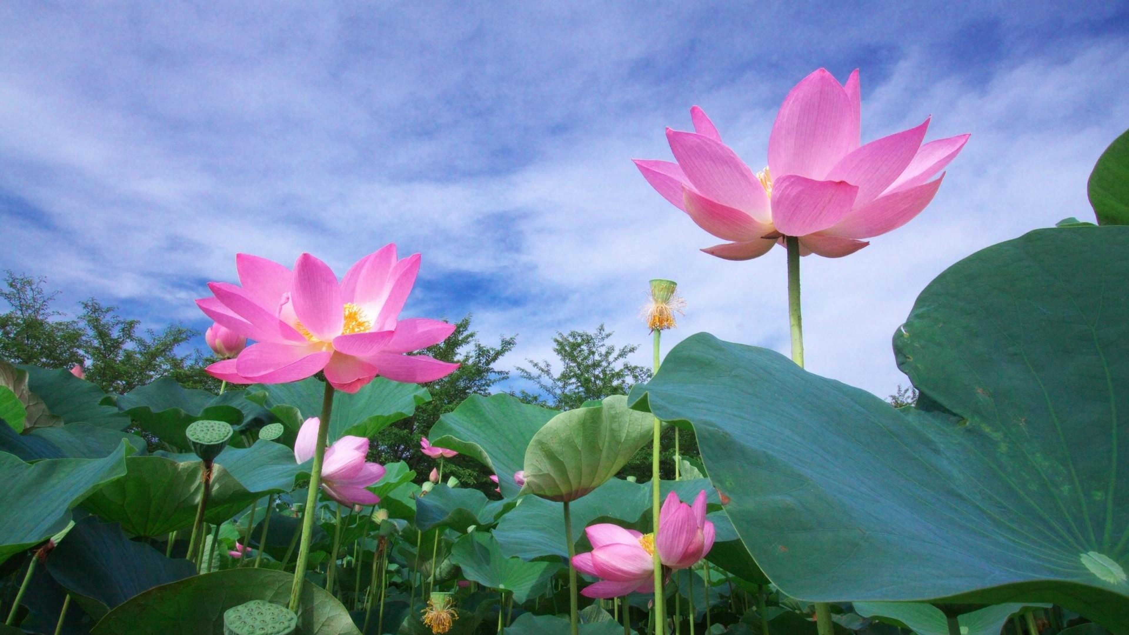Lotus Field Wallpapers - Wallpaper Cave