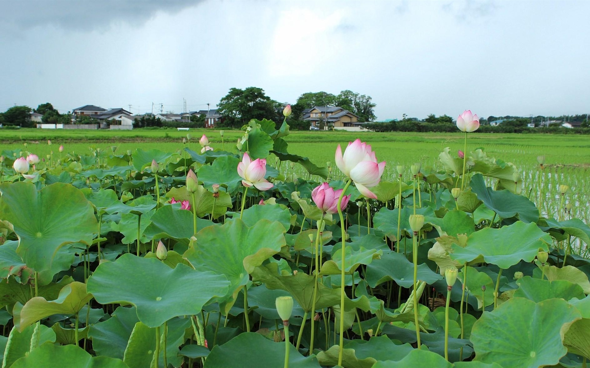 Lotus Field Wallpapers - Wallpaper Cave
