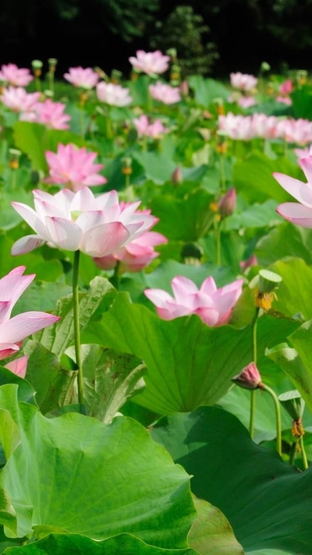 Lotus Field Wallpapers - Wallpaper Cave