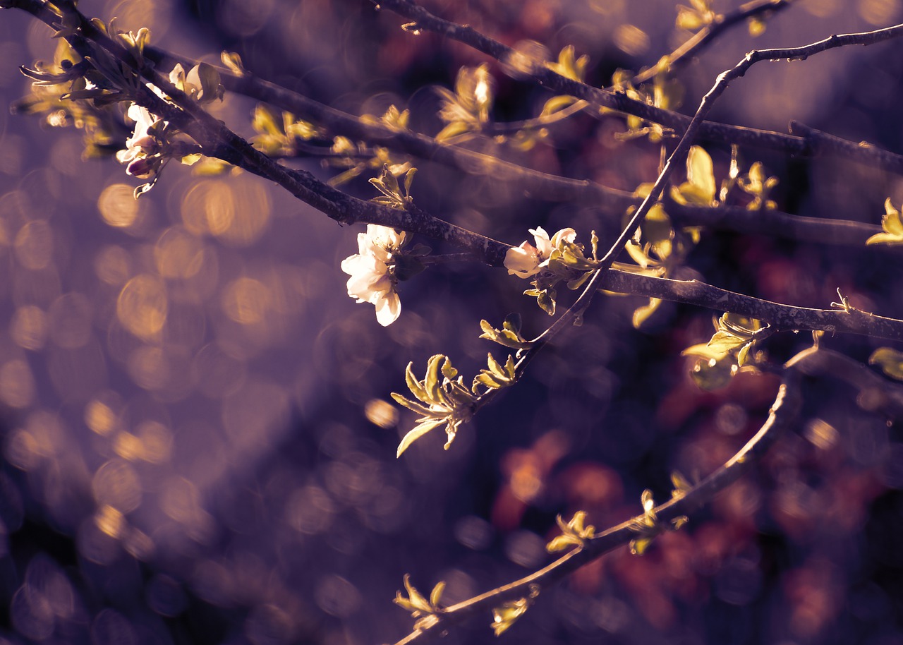 Springtime Evening Wallpapers - Wallpaper Cave