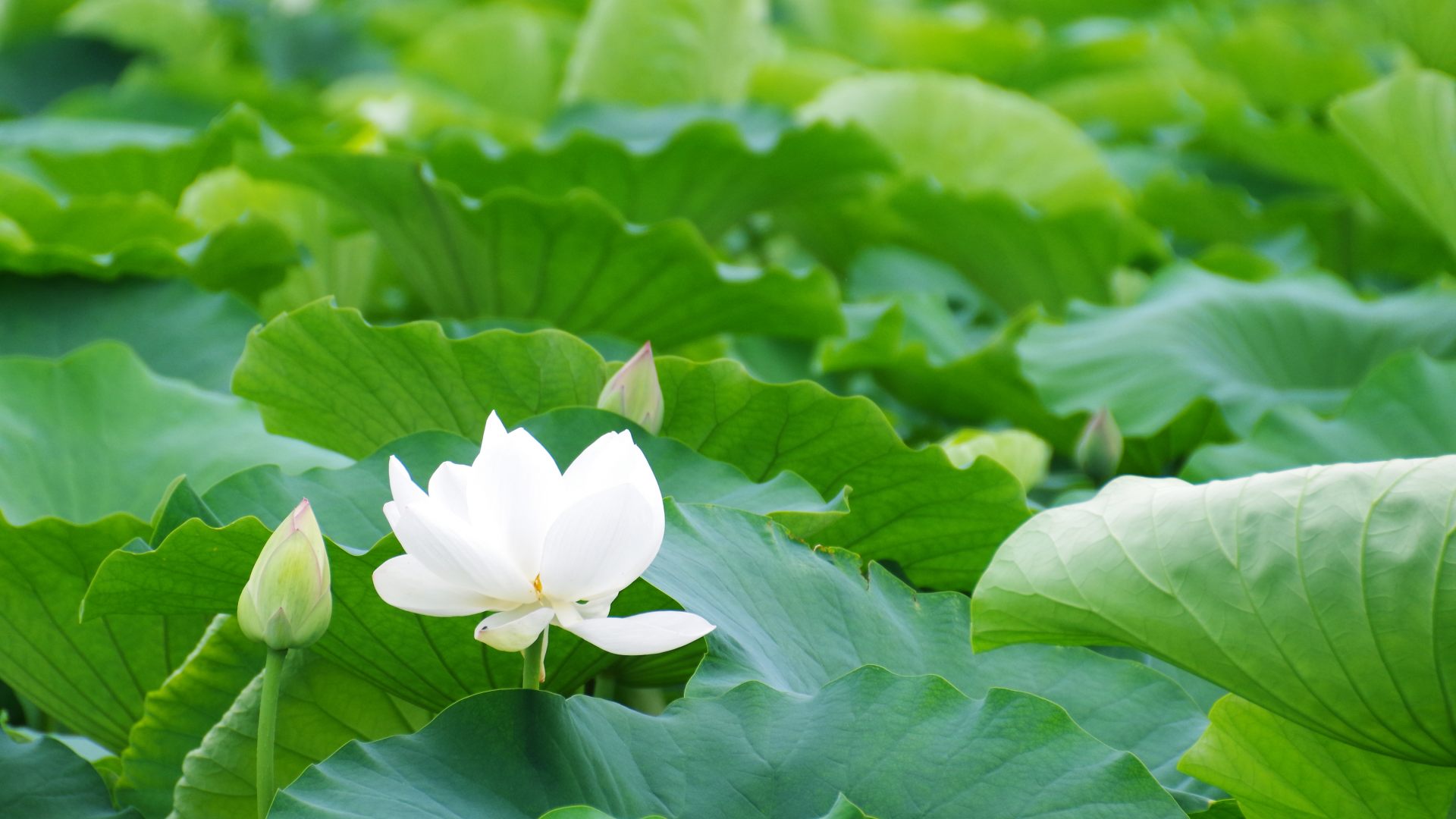 Lotus Field Wallpapers - Wallpaper Cave