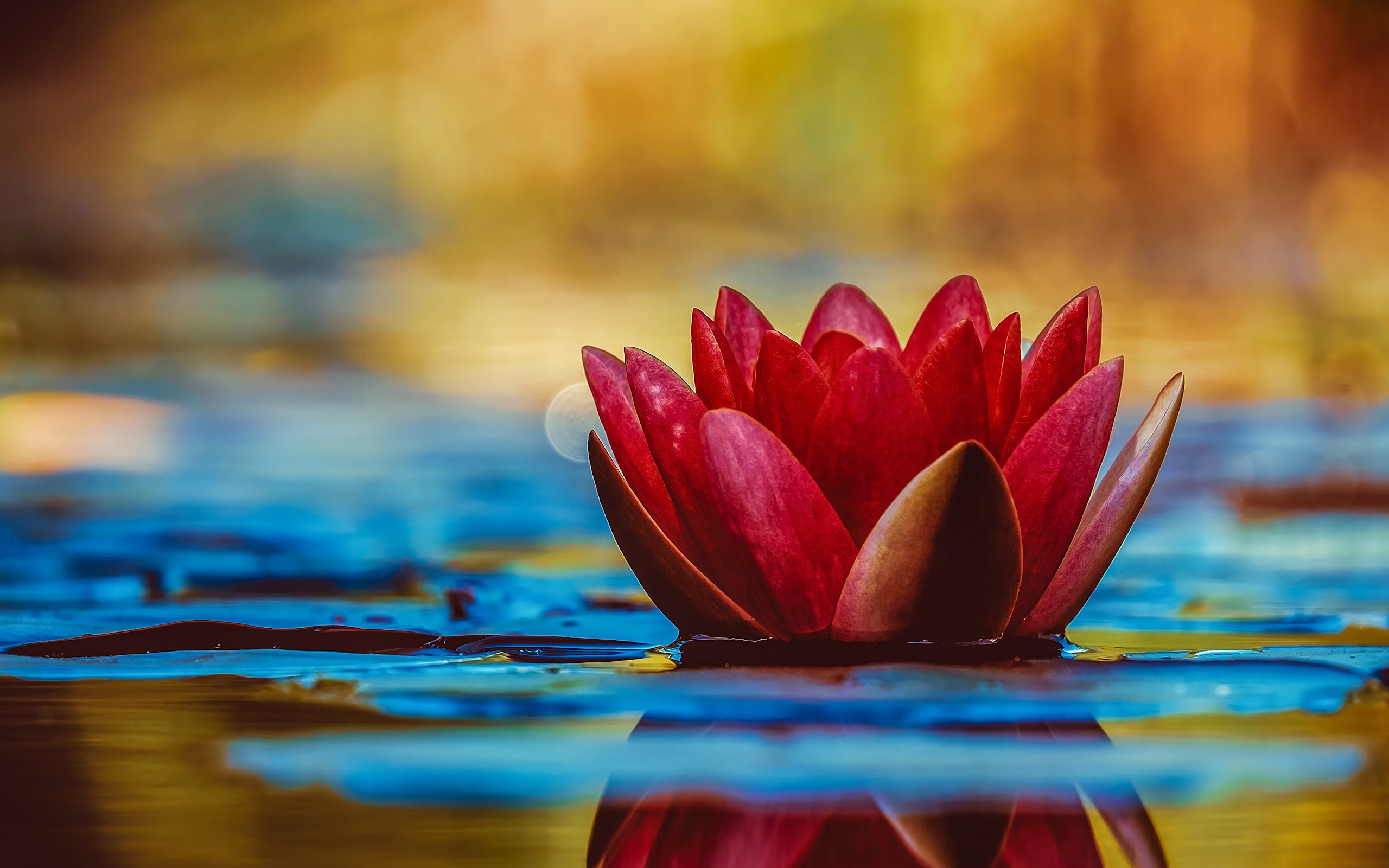 Lotus Field Wallpapers - Wallpaper Cave