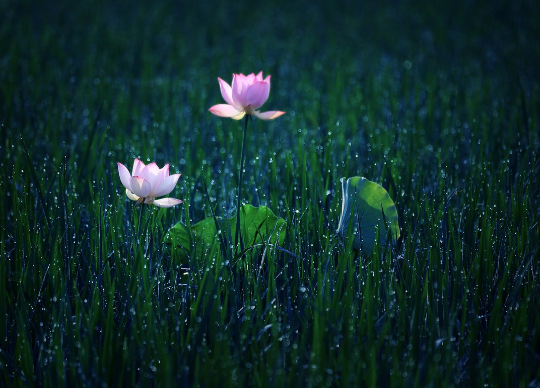 Lotus Field Wallpapers - Wallpaper Cave