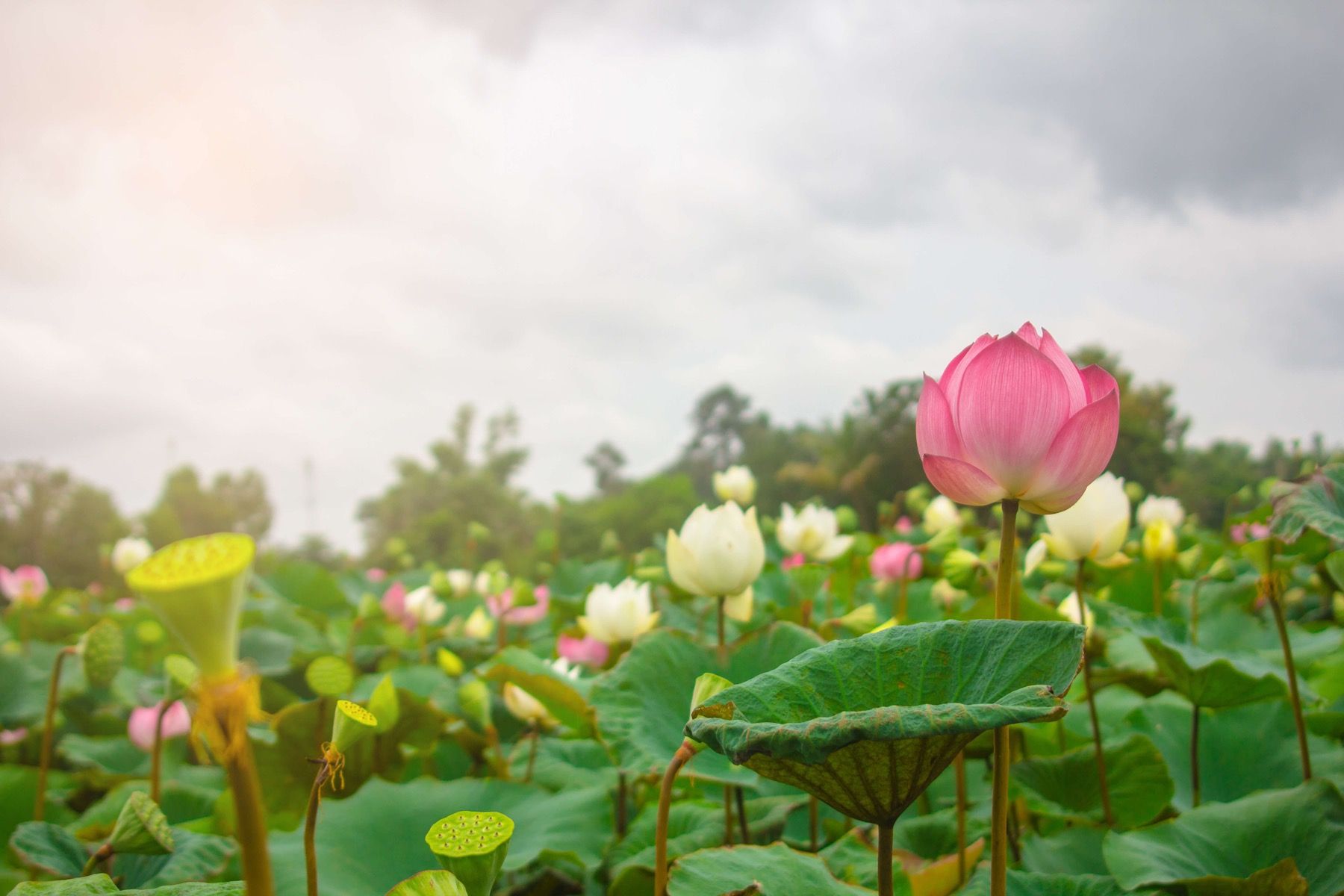 Lotus Field Wallpapers - Wallpaper Cave