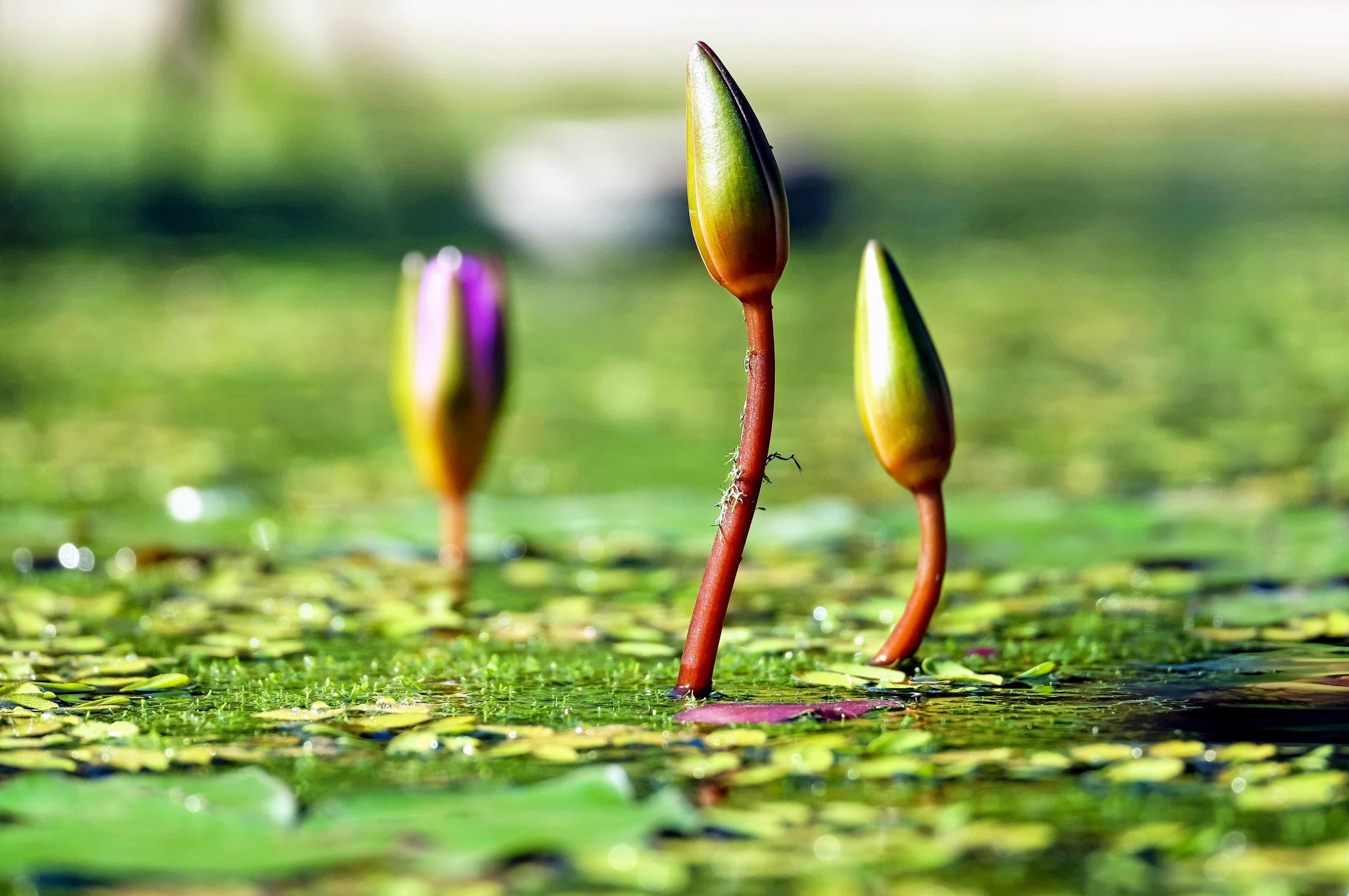 Lotus Field Wallpapers - Wallpaper Cave