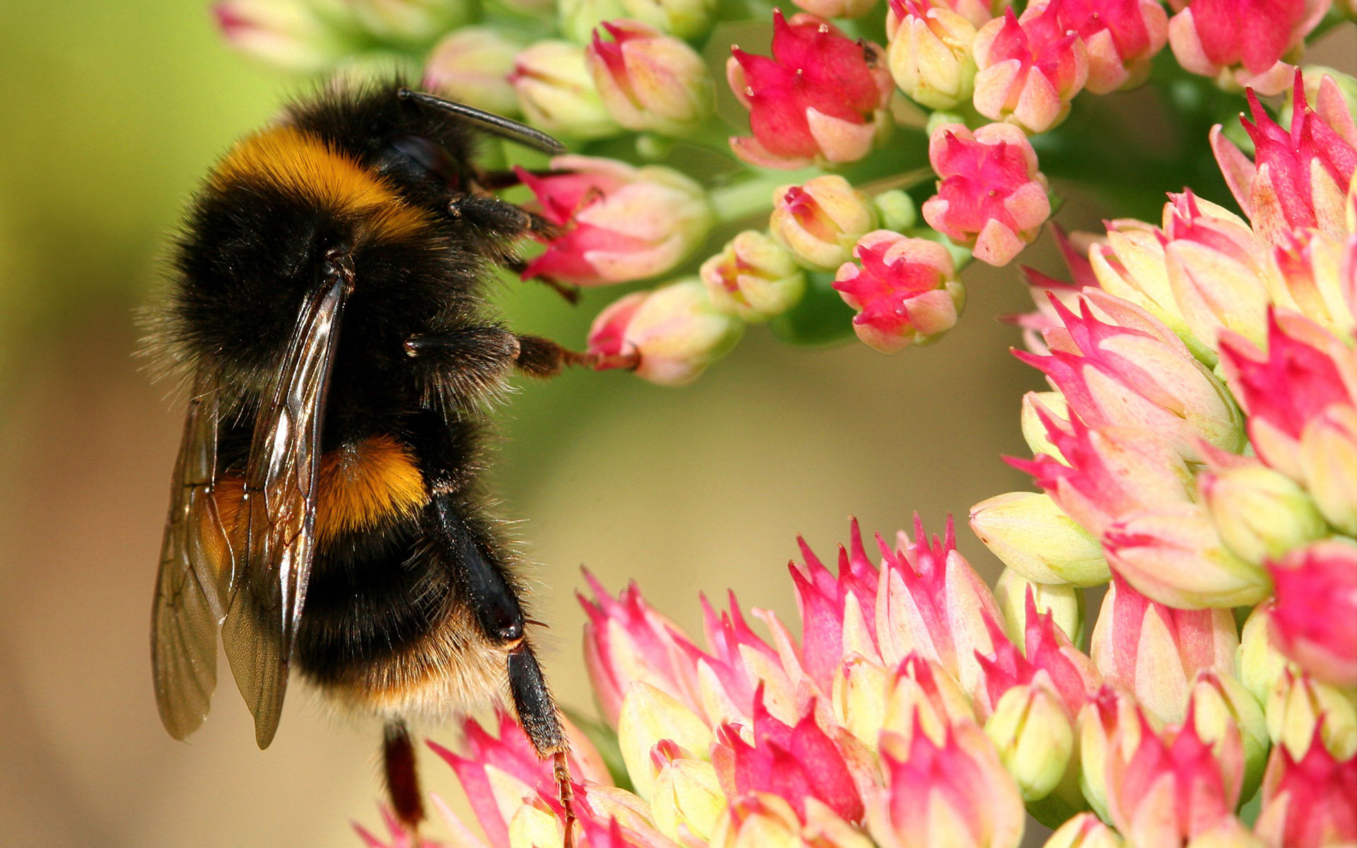 Bumble Bees Wallpapers - Wallpaper Cave