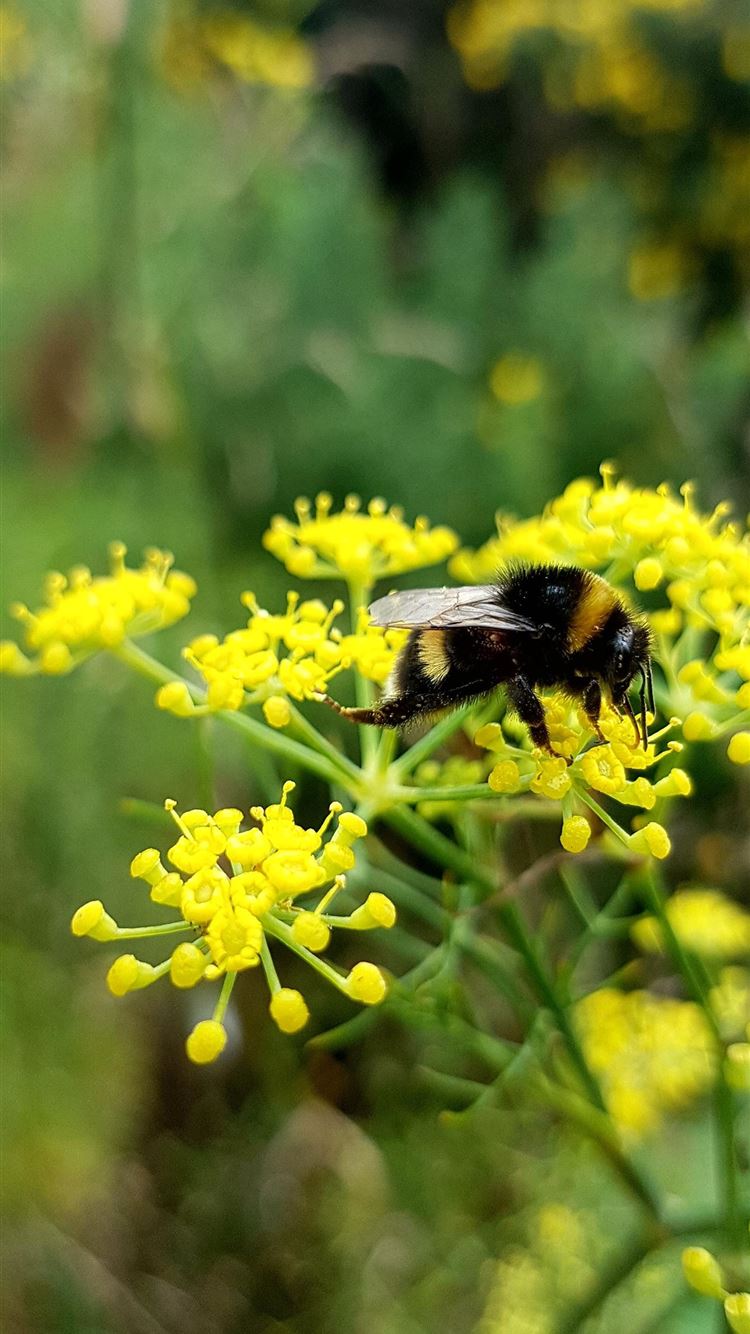 Bumble Bees Wallpapers - Wallpaper Cave