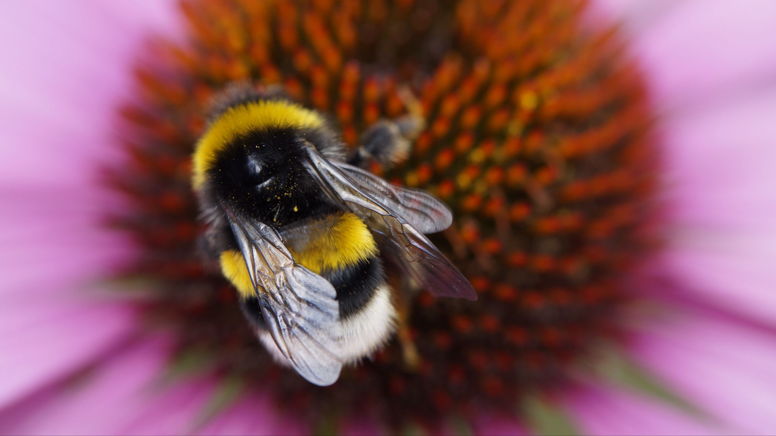 Bumble Bees Wallpapers - Wallpaper Cave