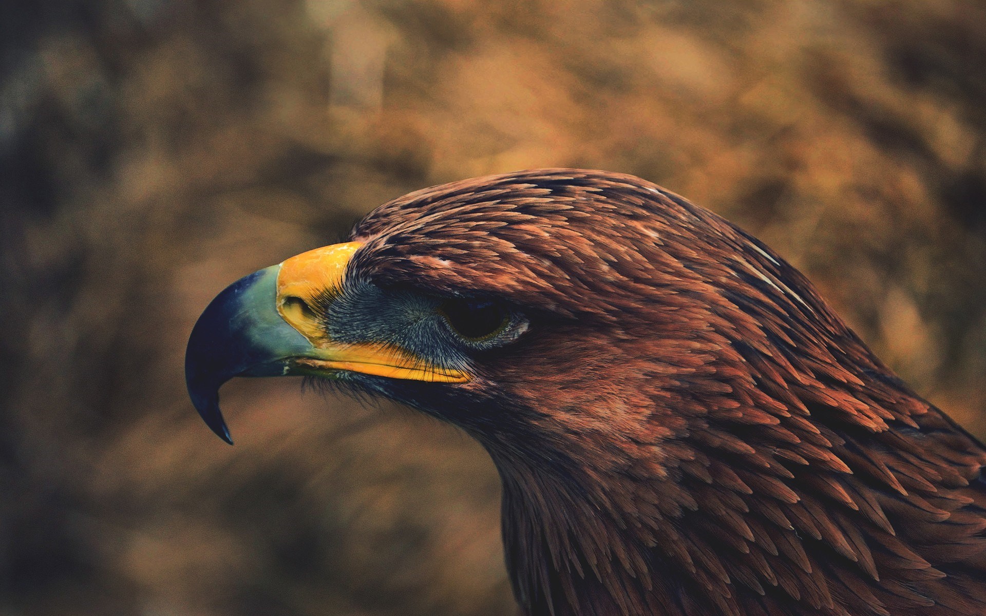 Angry Eagle Wallpapers - Wallpaper Cave