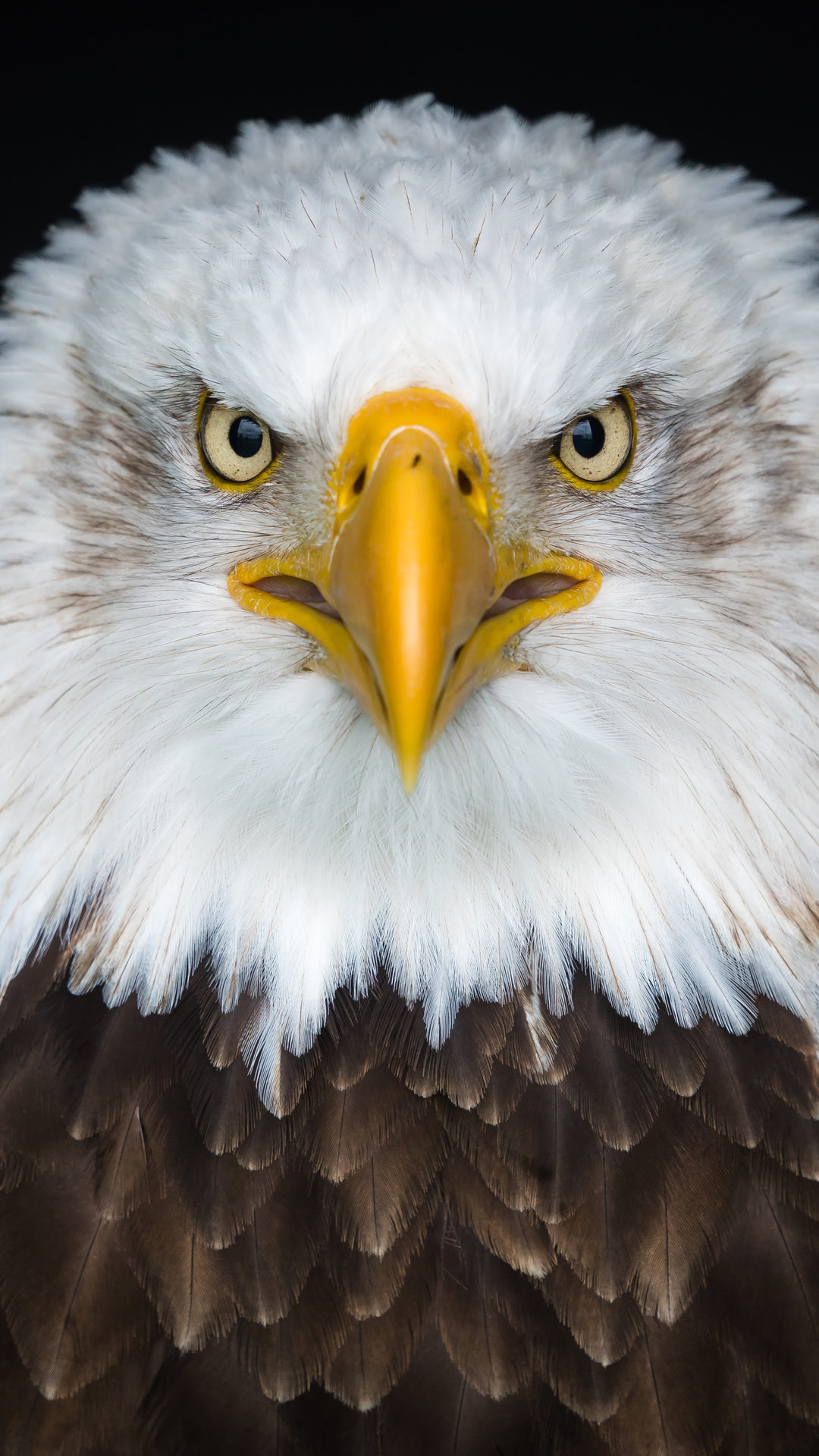 Angry Eagle Wallpapers - Wallpaper Cave