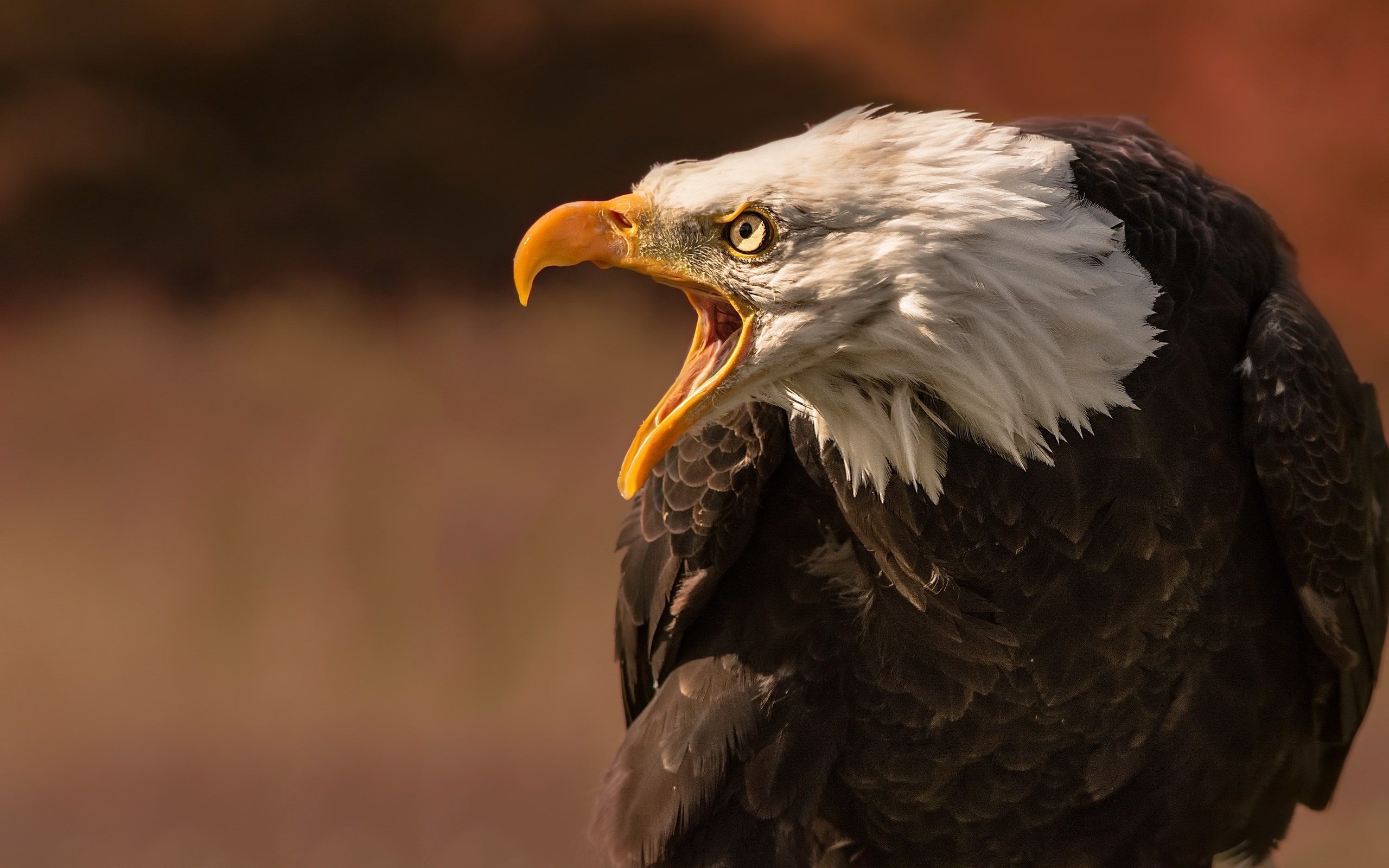 Angry Eagle Wallpapers - Wallpaper Cave