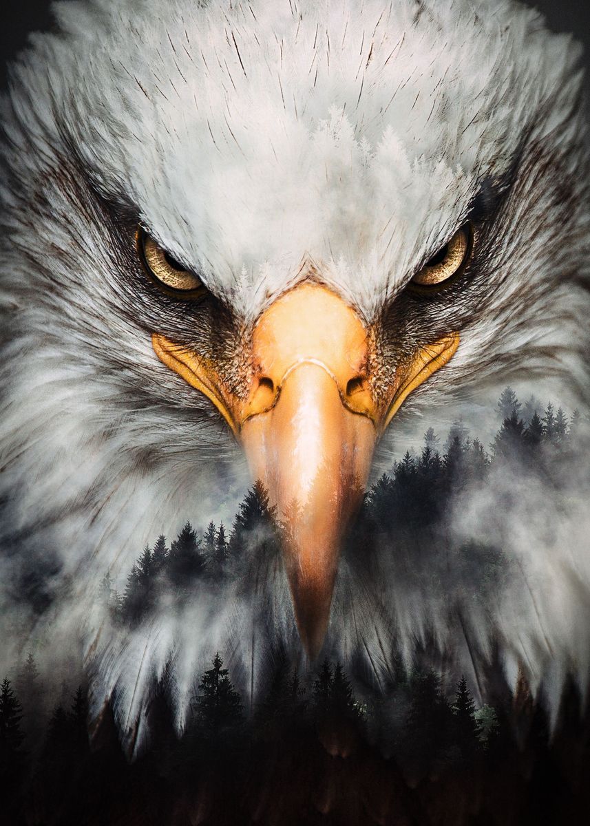 Angry Eagle Wallpapers - Wallpaper Cave