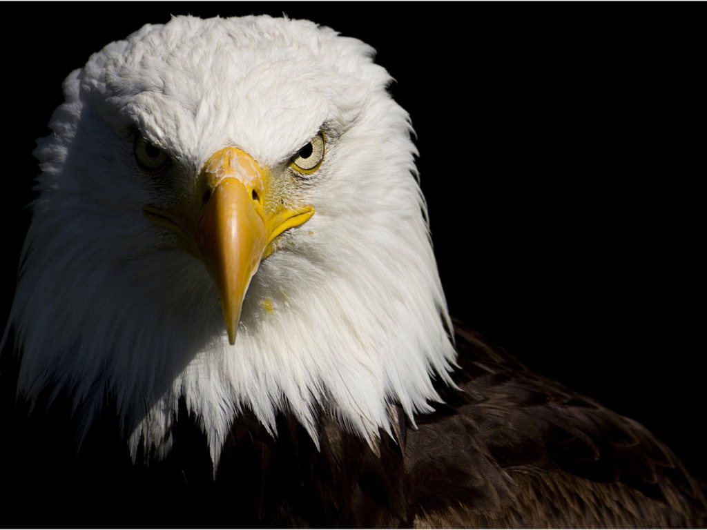 Angry Eagle Wallpapers - Wallpaper Cave