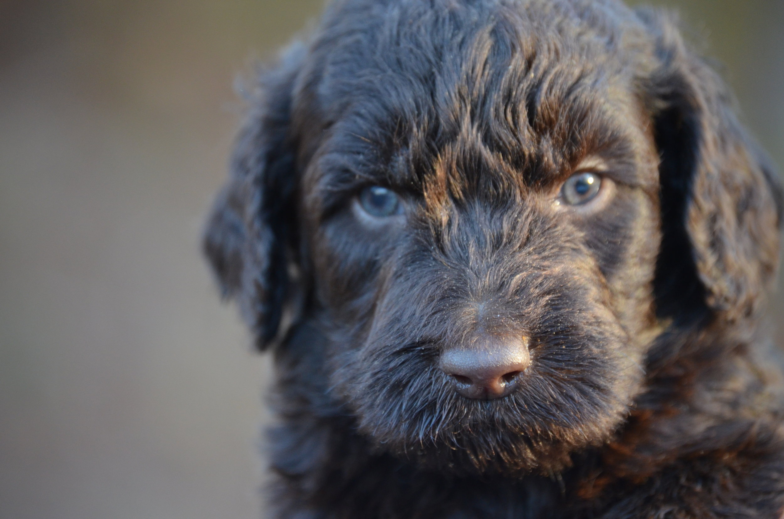 Black Labradoodles Wallpapers - Wallpaper Cave