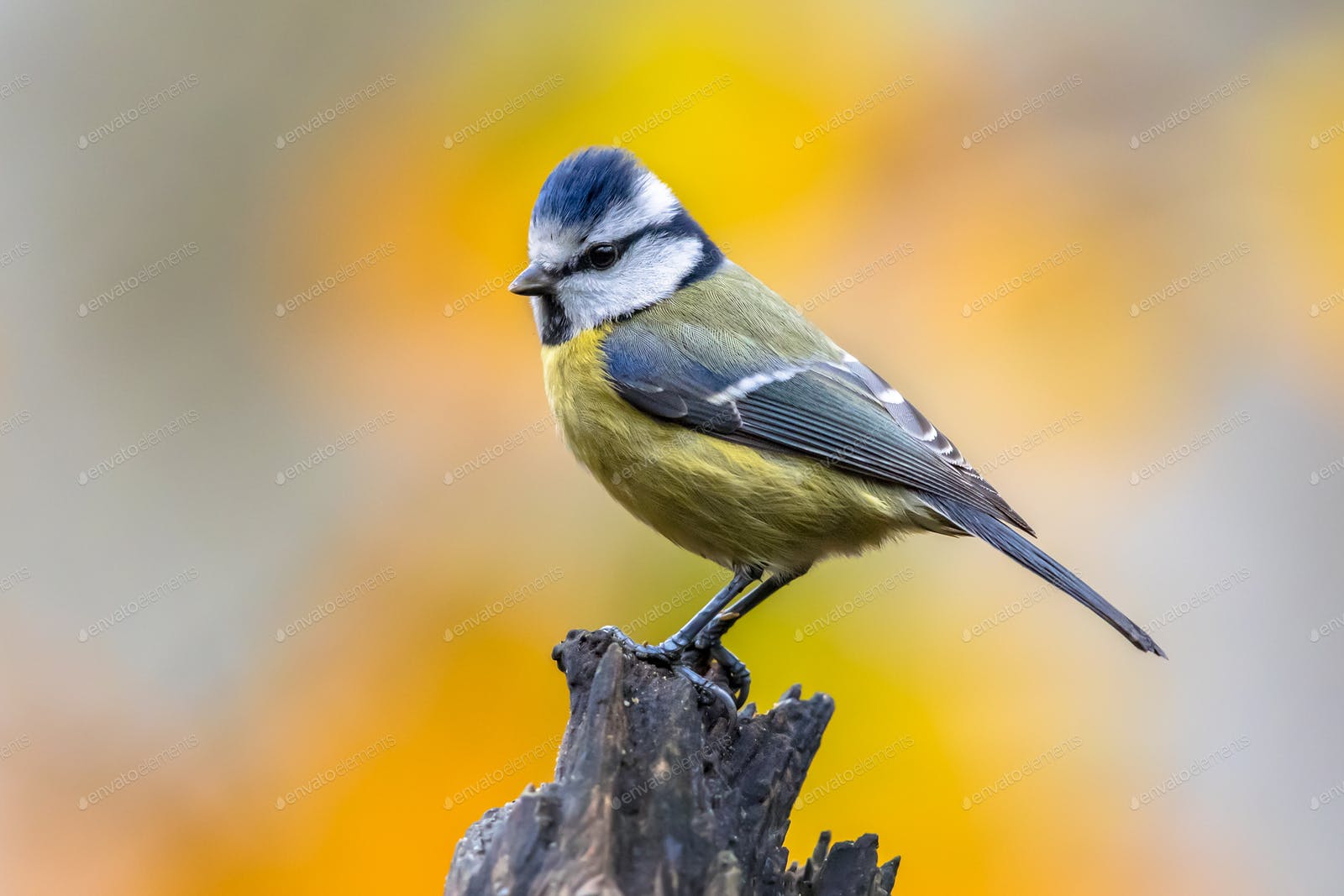 Eurasian Blue Tit Wallpapers - Wallpaper Cave