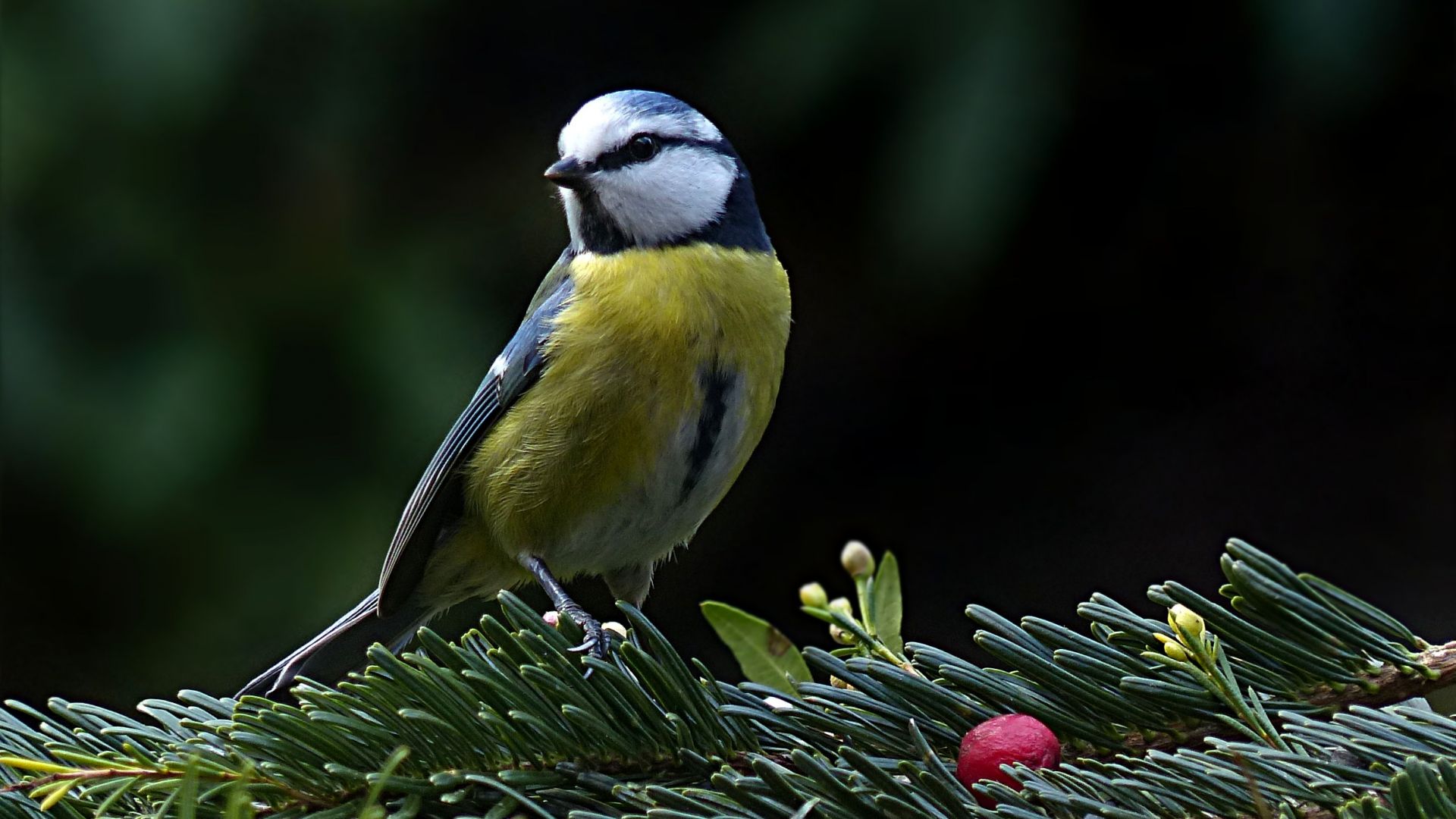 Eurasian Blue Tit Wallpapers - Wallpaper Cave