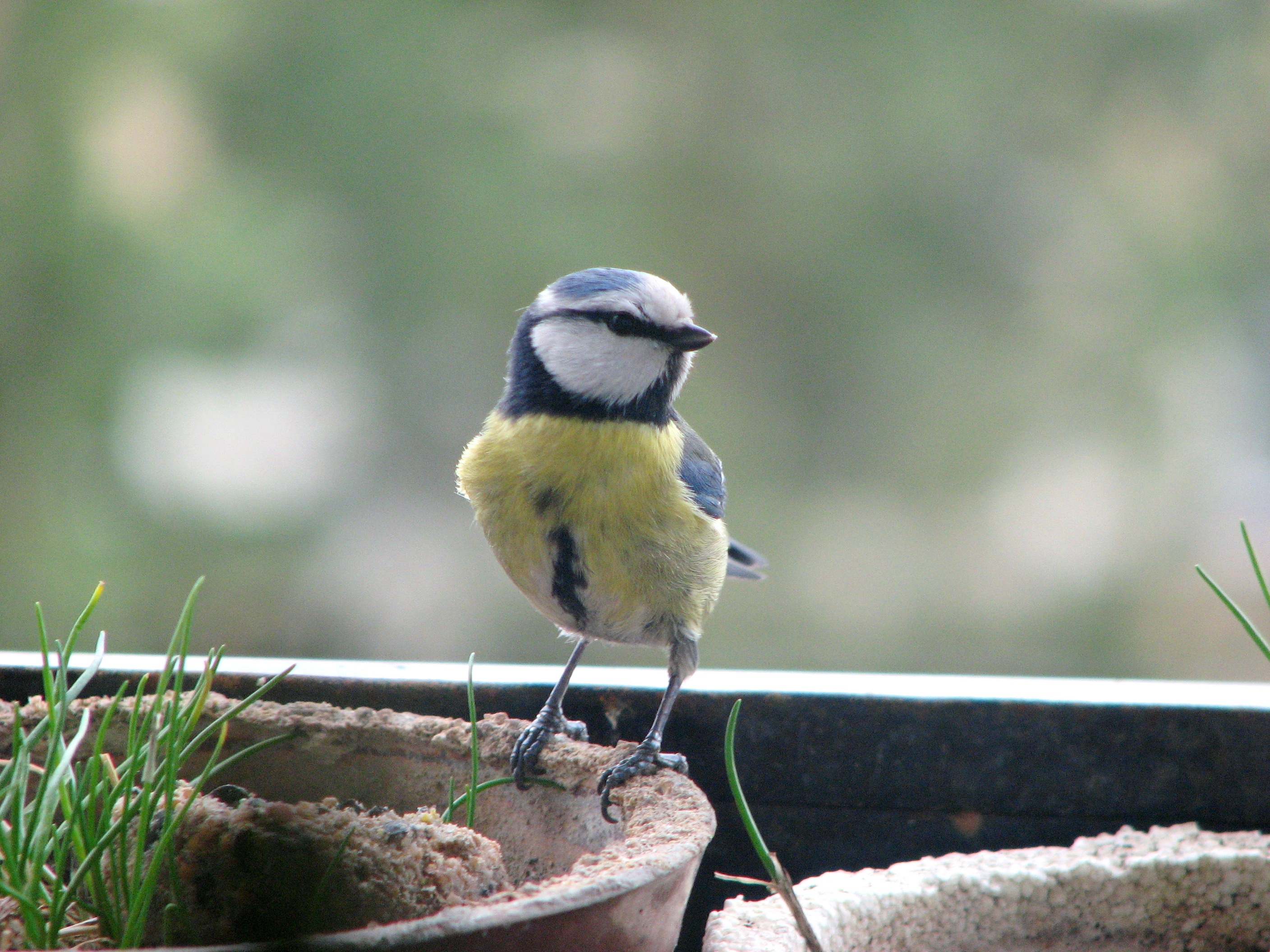 Eurasian Blue Tit Wallpapers - Wallpaper Cave