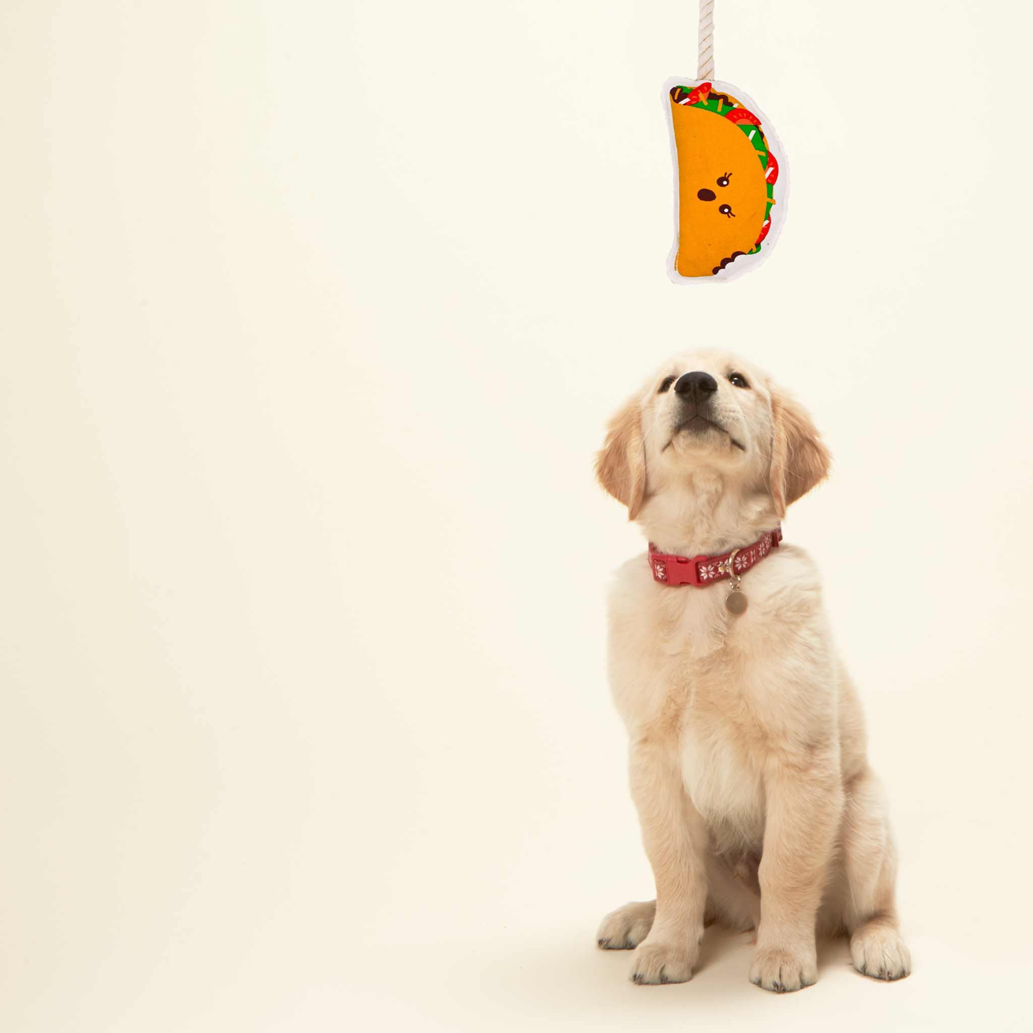 Taco Dog Wallpapers - Wallpaper Cave