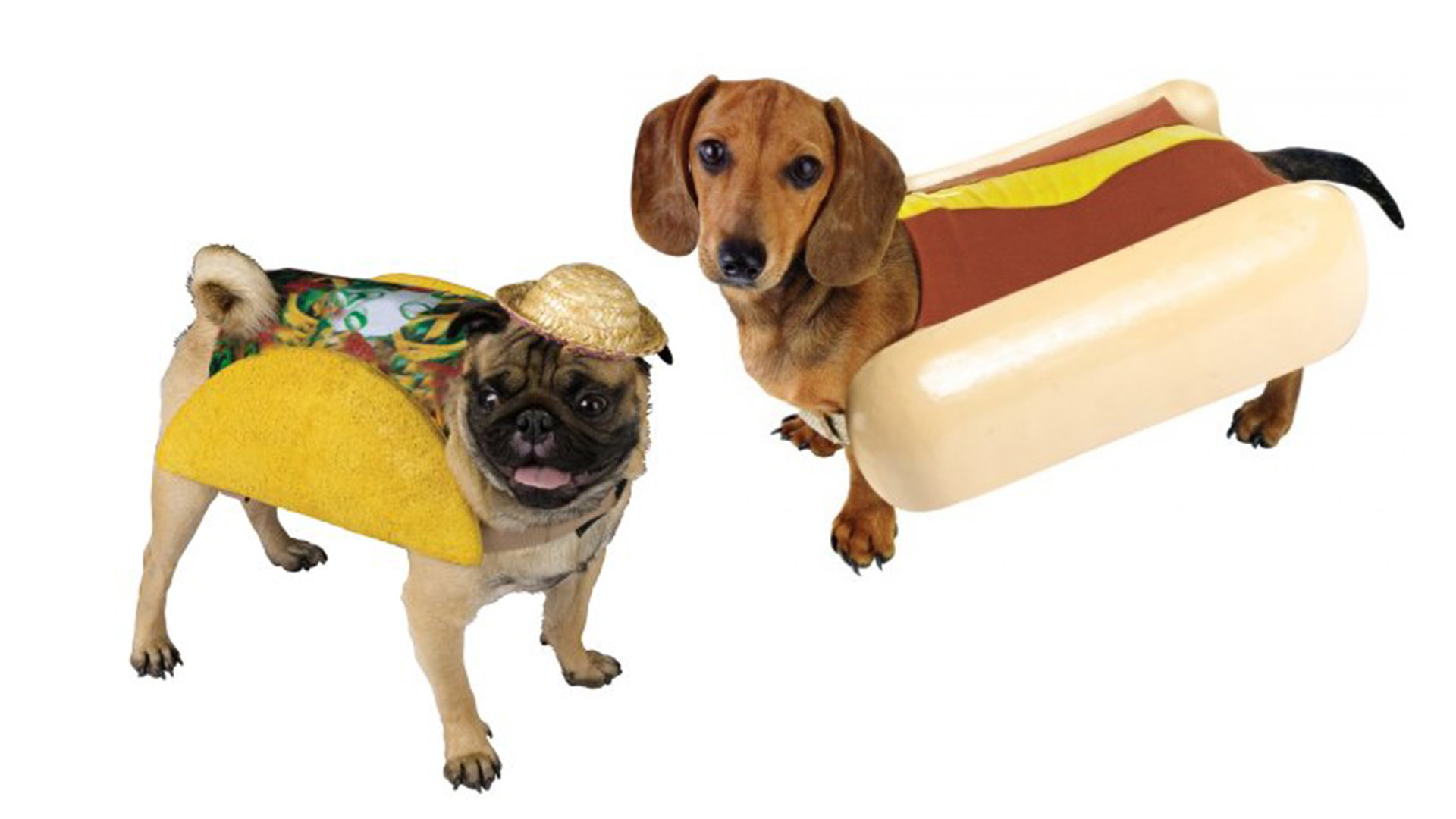Taco Dog Wallpapers - Wallpaper Cave