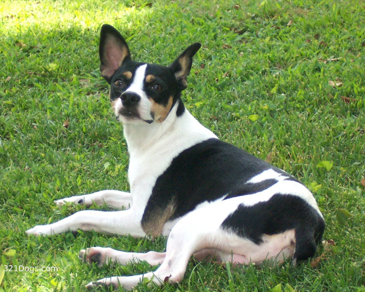 Rat Terrier Wallpapers - Wallpaper Cave
