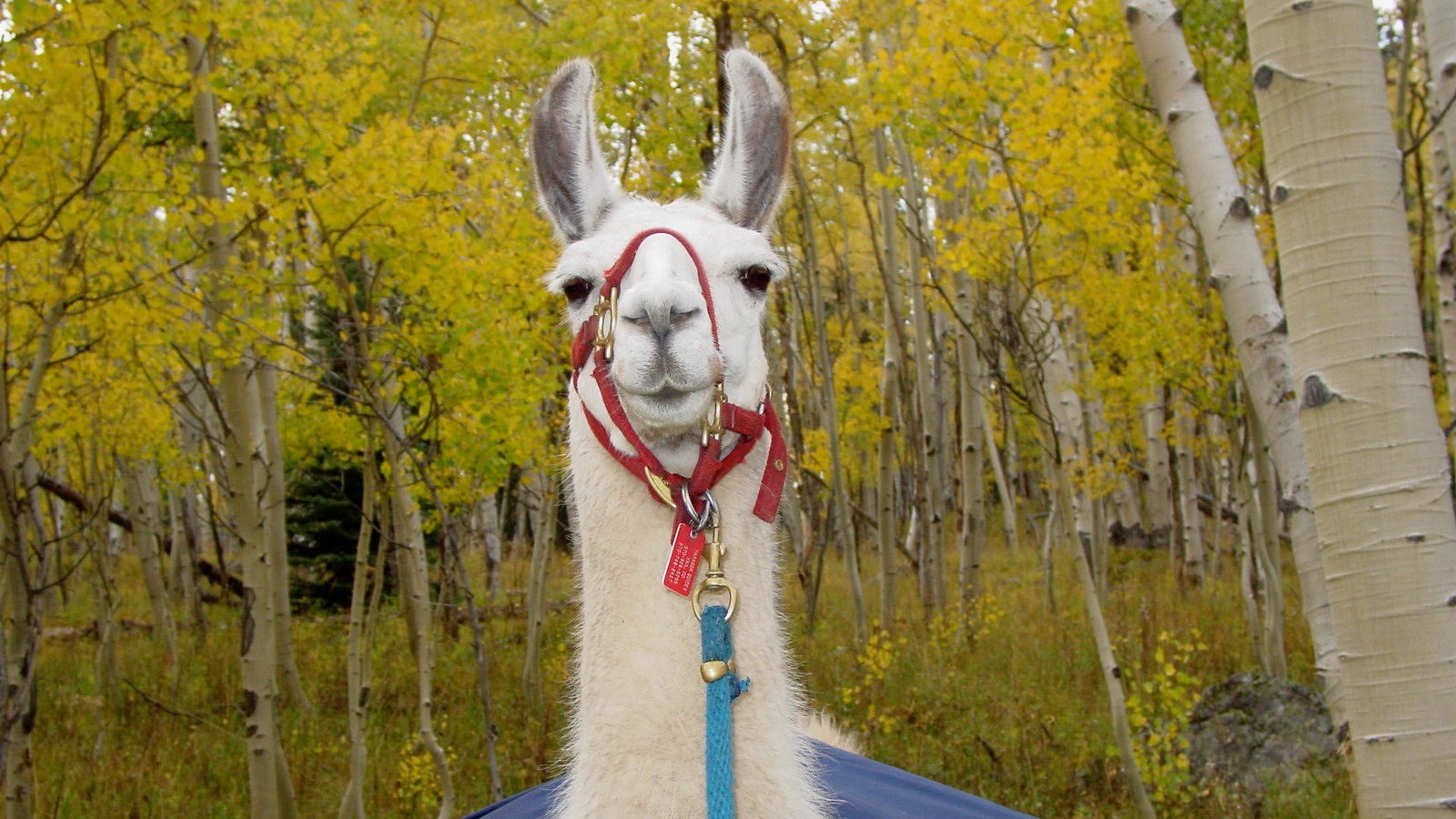Spring Llama Wallpapers - Wallpaper Cave