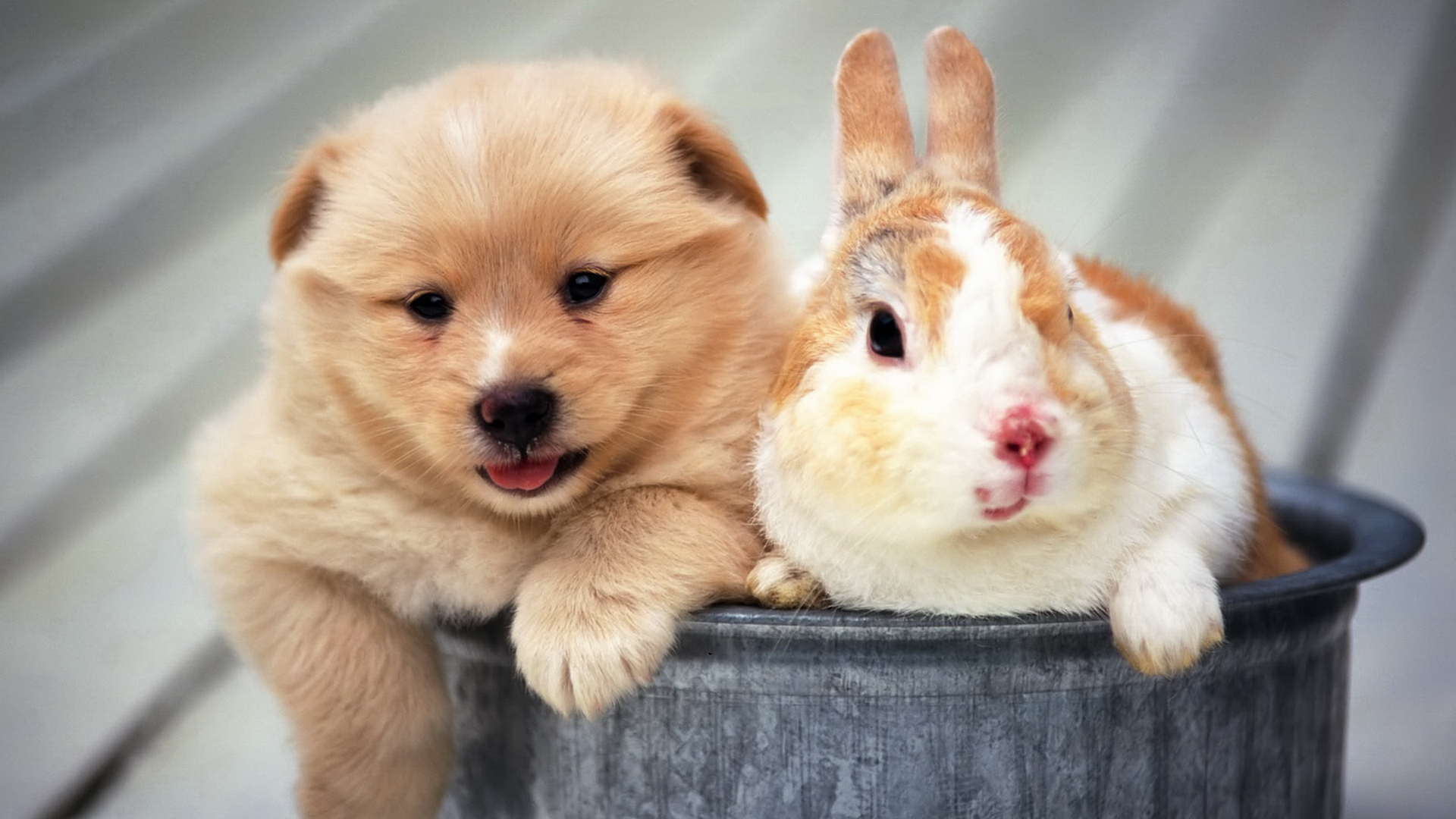 Puppies And Bunnies Wallpapers - Wallpaper Cave