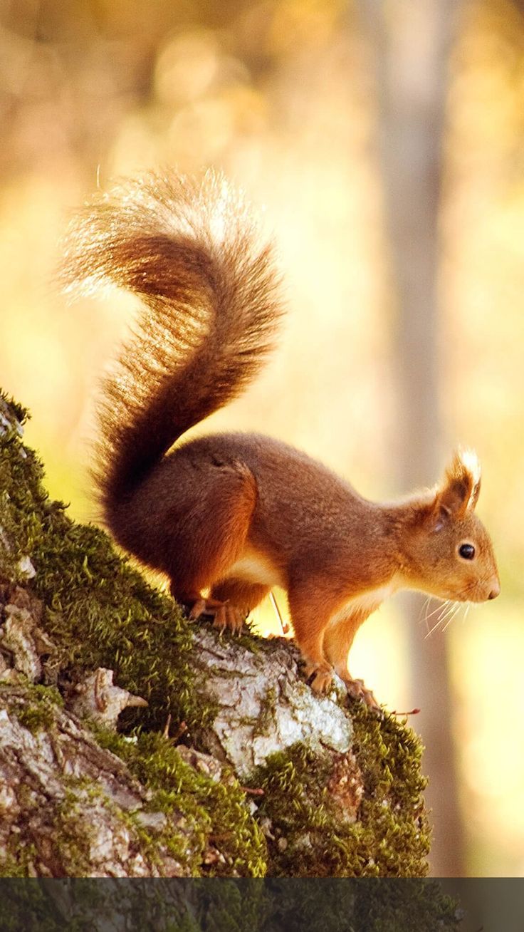Aesthetic Squirrels Wallpapers - Wallpaper Cave