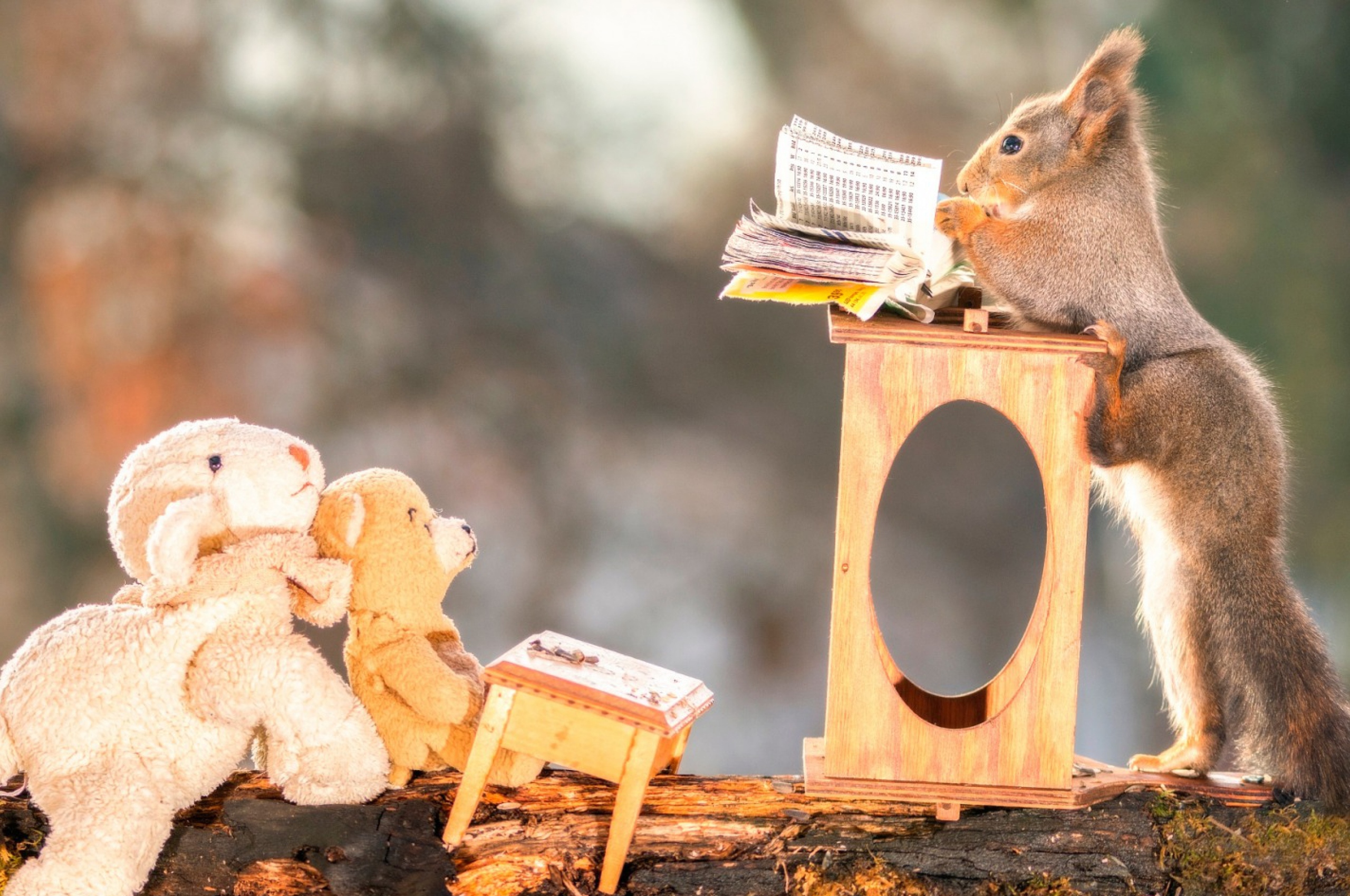 Aesthetic Squirrels Wallpapers - Wallpaper Cave