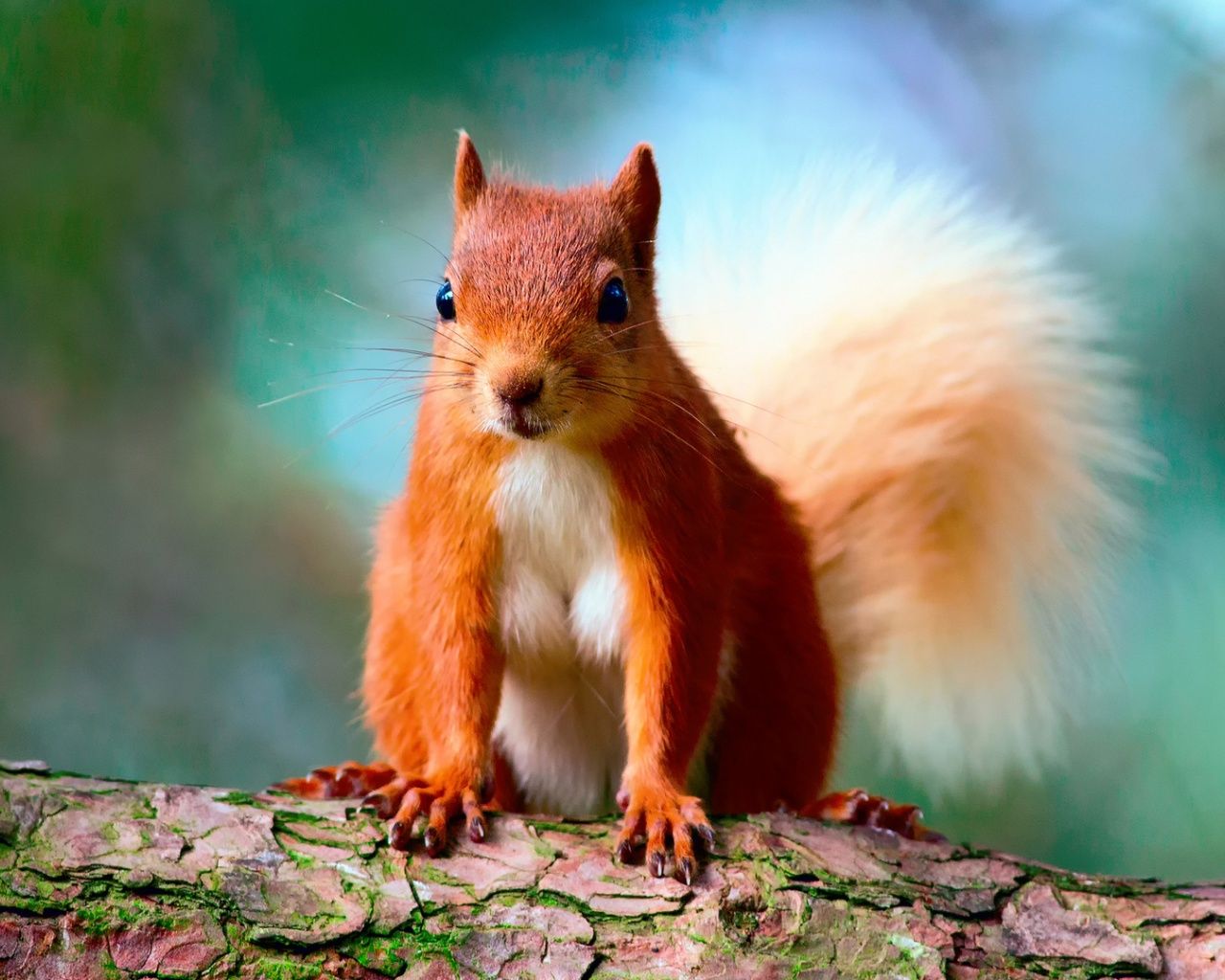 Aesthetic Squirrels Wallpapers - Wallpaper Cave