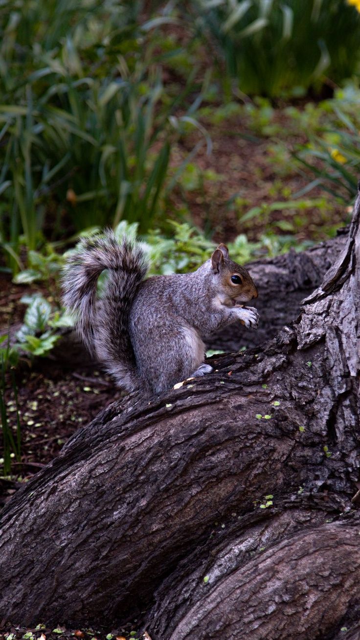 Aesthetic Squirrels Wallpapers - Wallpaper Cave
