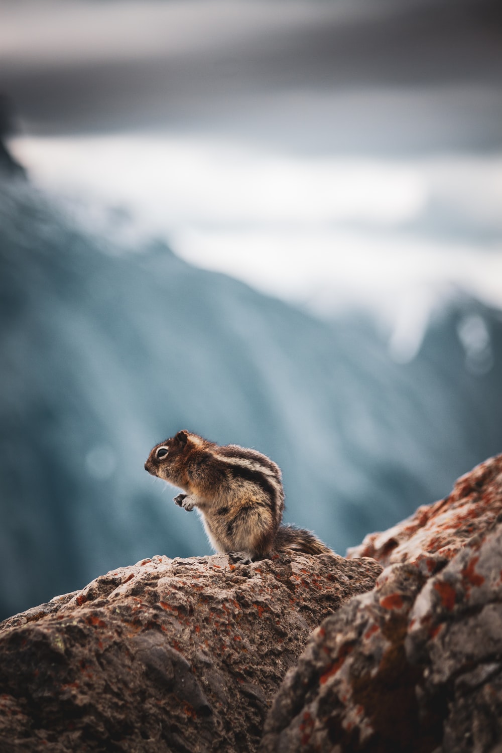 Aesthetic Squirrels Wallpapers - Wallpaper Cave