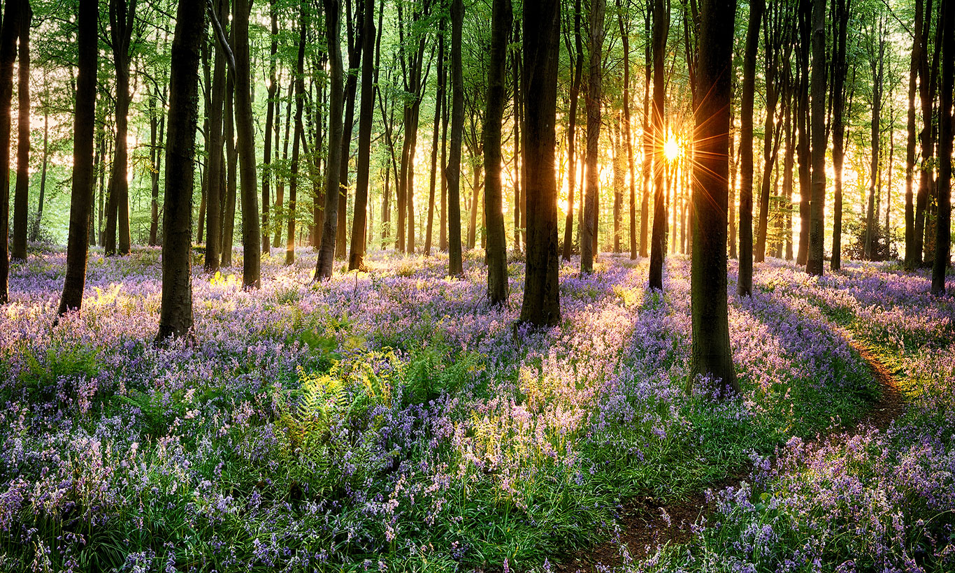 Spring Bluebells Wallpapers - Wallpaper Cave