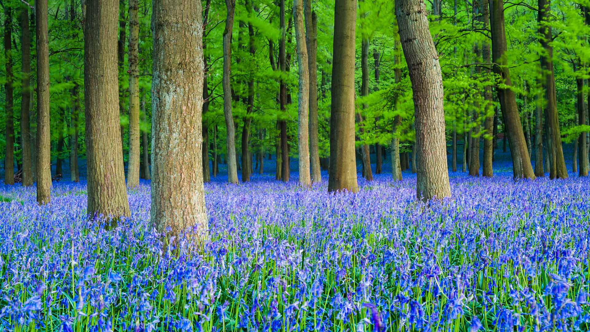 Spring Bluebells Wallpapers - Wallpaper Cave