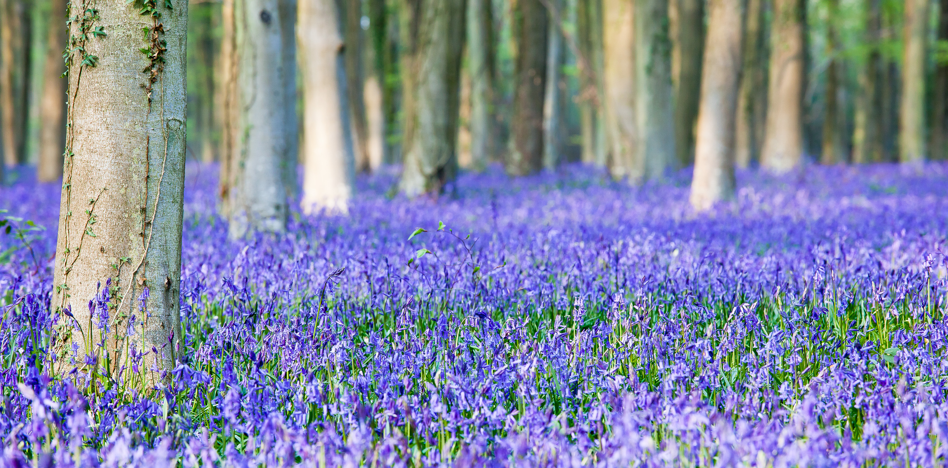 Spring Bluebells Wallpapers - Wallpaper Cave
