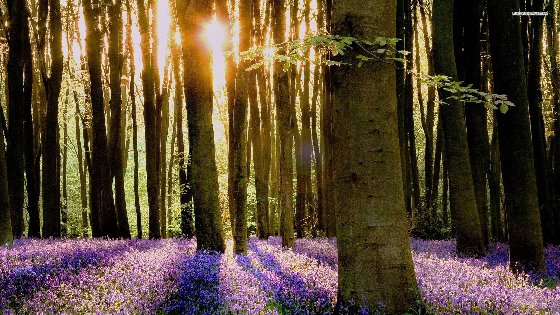 Spring Bluebells Wallpapers - Wallpaper Cave