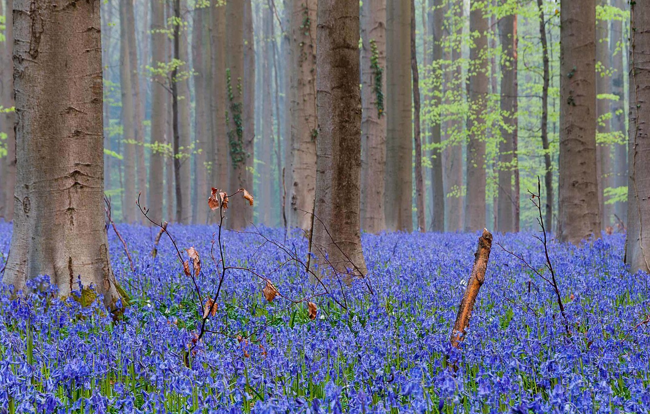 Spring Bluebells Wallpapers - Wallpaper Cave