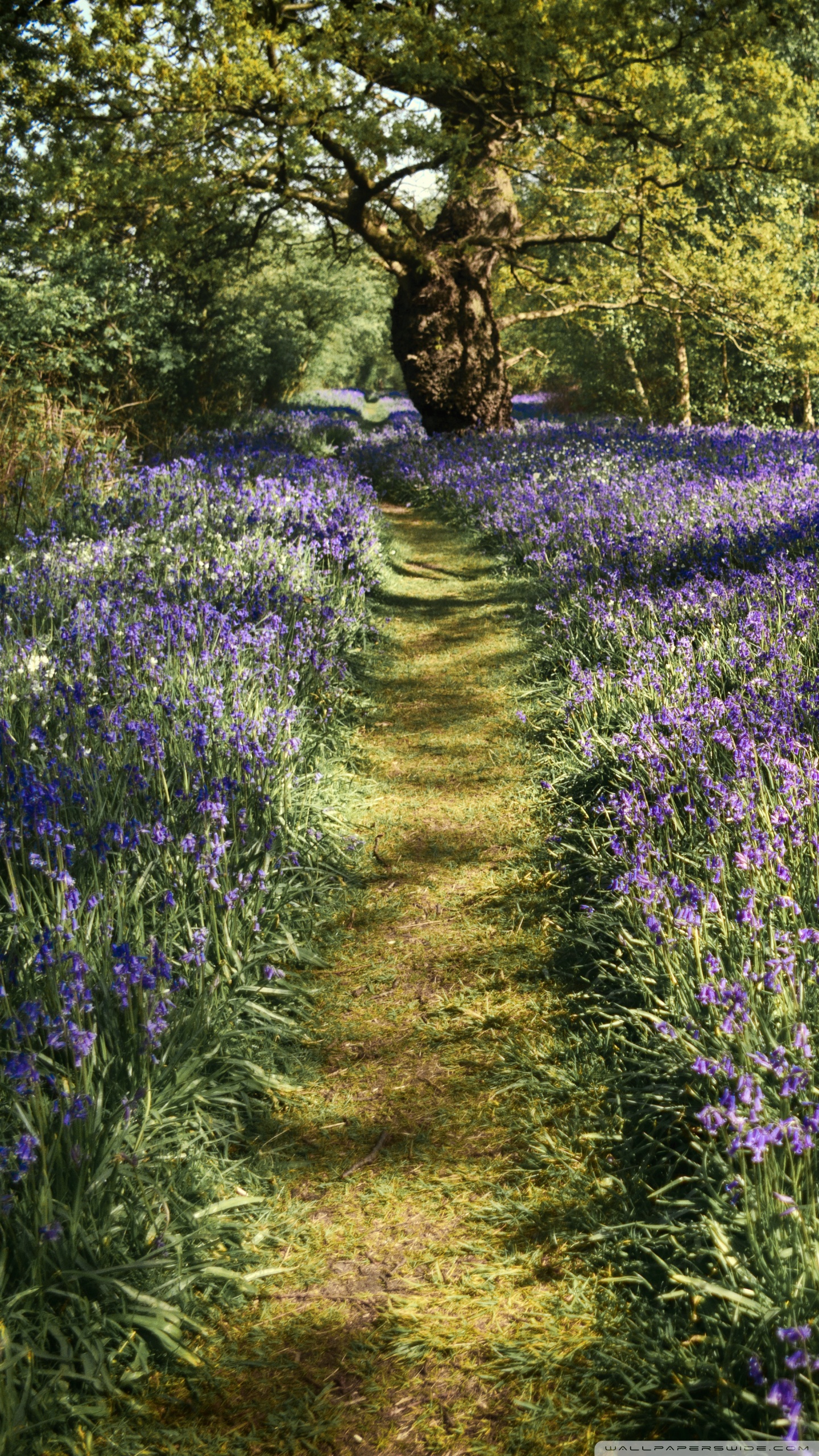 Spring Bluebells Wallpapers - Wallpaper Cave